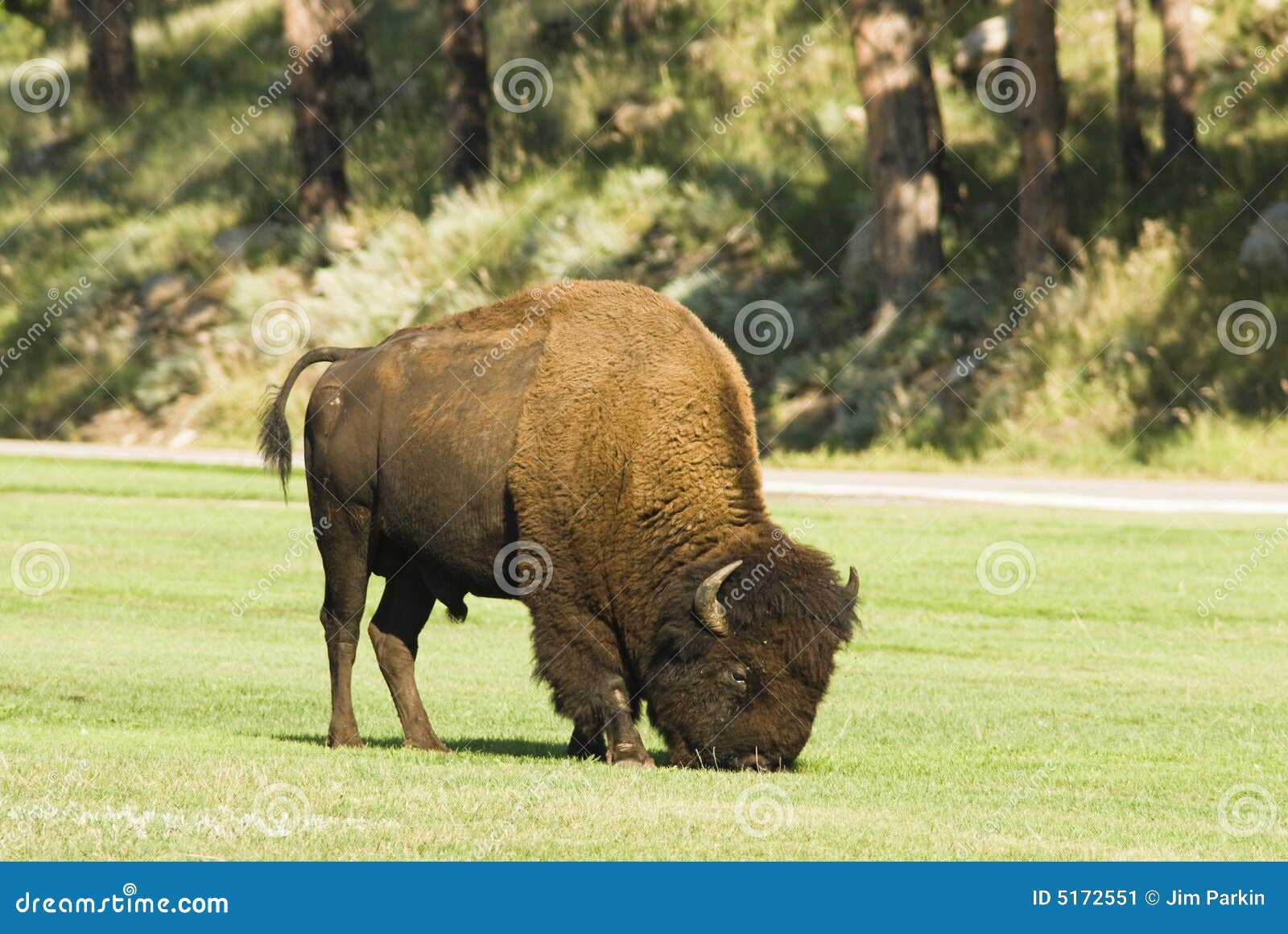 Bull buffalo 2 stock image. Image of mammal, bison, grass - 5172551