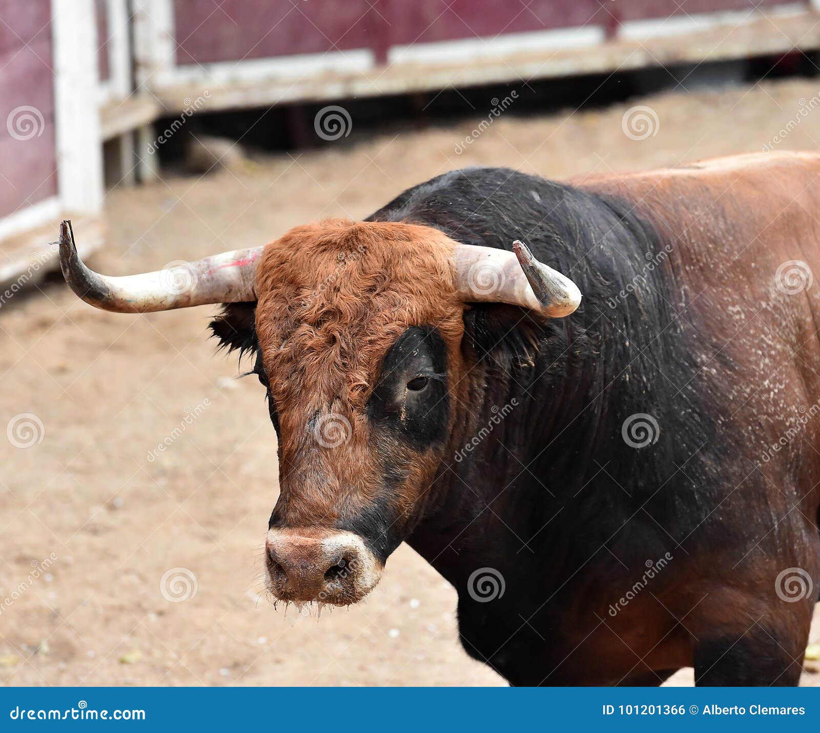 Bull stock photo. Image of tradicion, espaaplusmn, risk - 101201366