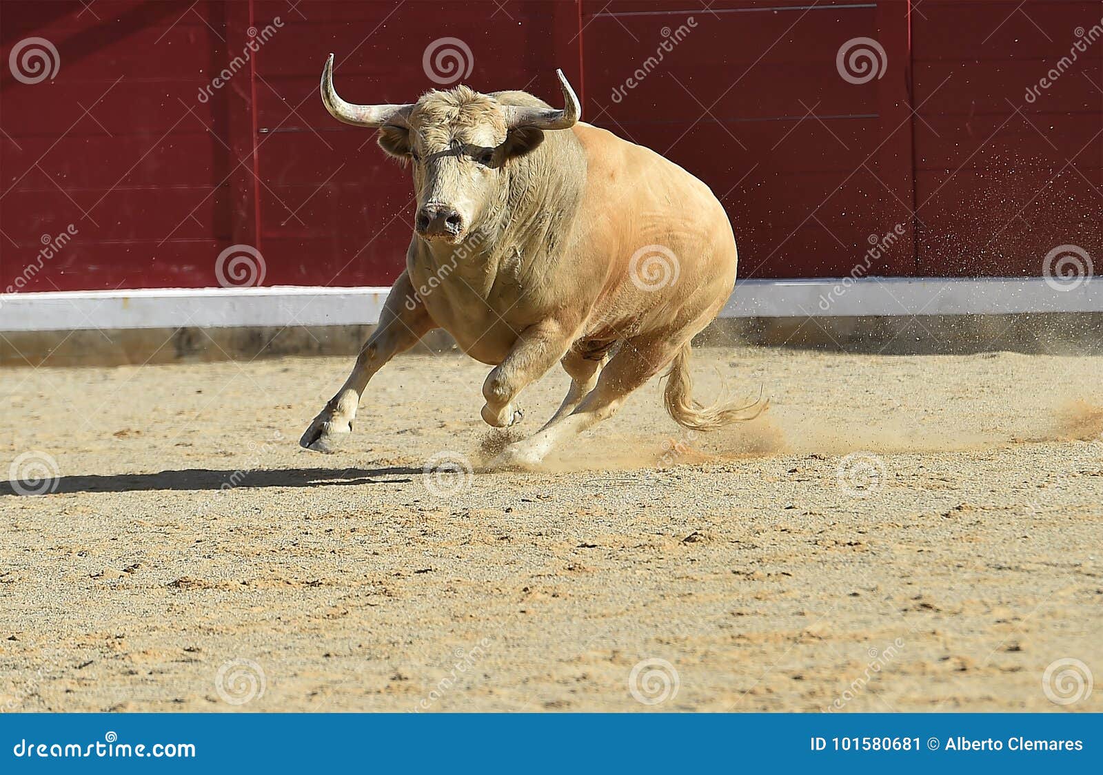 Bull stock image. Image of ferocious, tradition, spanish - 101580681