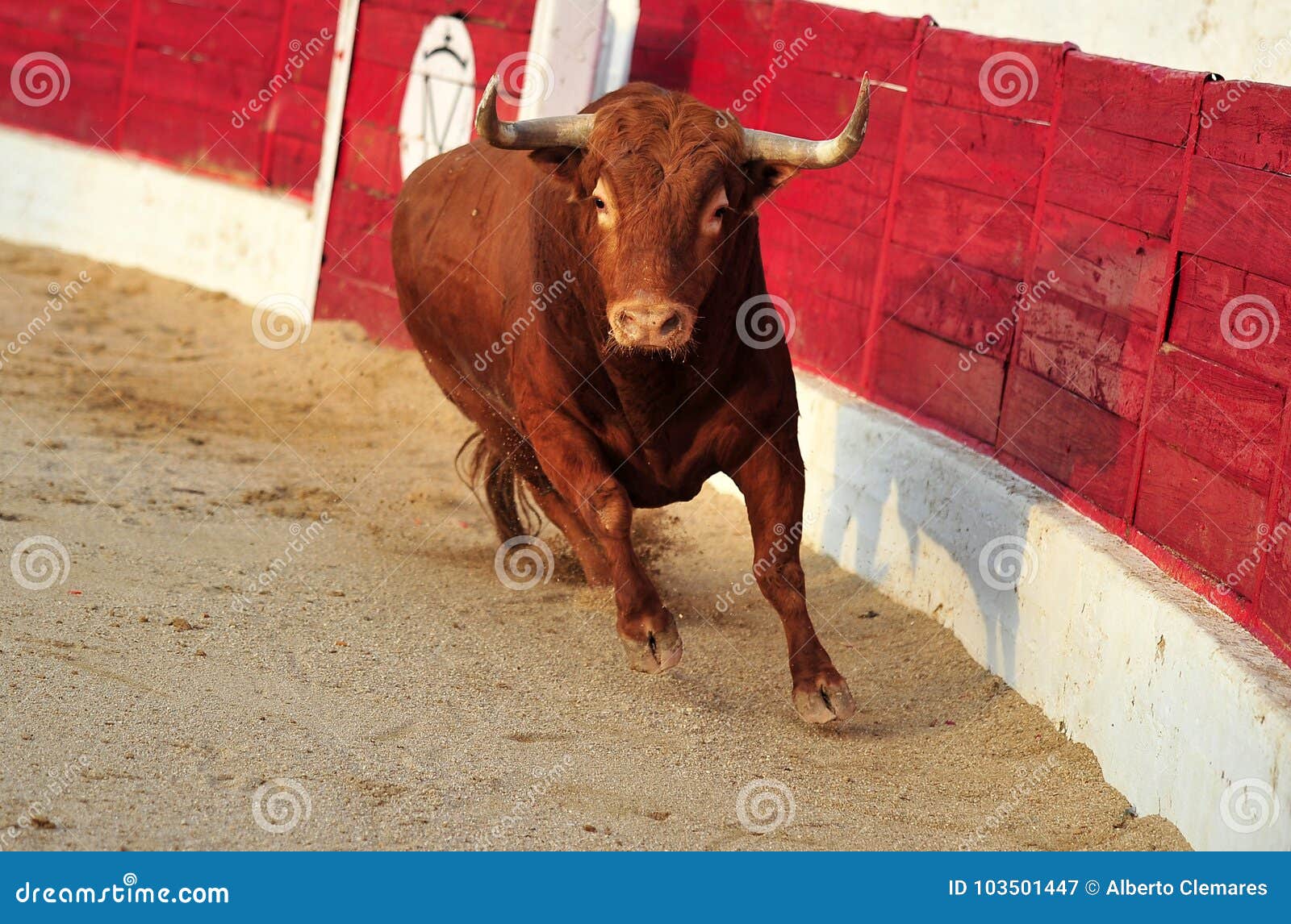 Bull stock image. Image of angry, risk, animal, bullfighting - 103501447