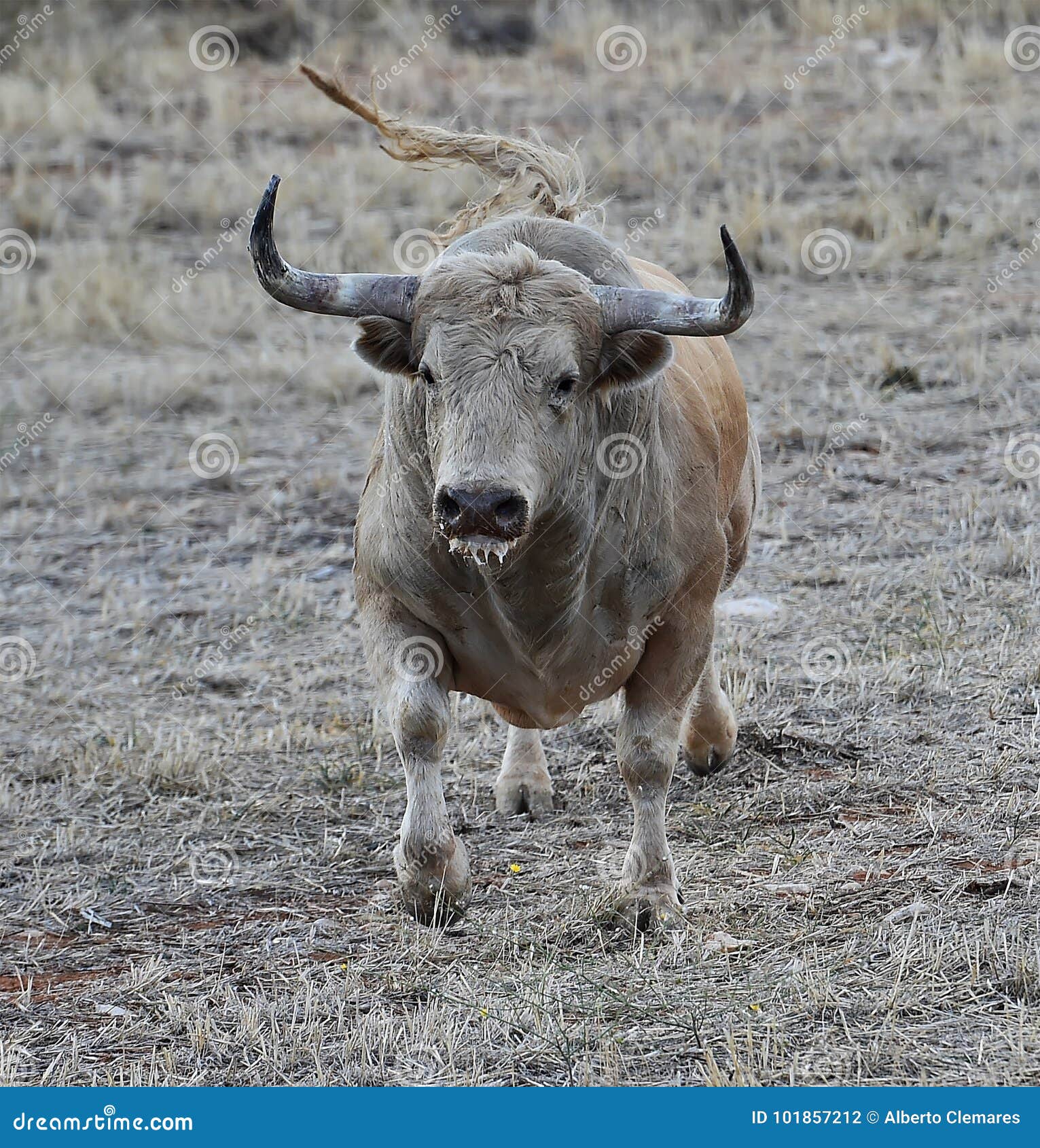 Bull stock photo. Image of risk, death, running, culture - 101857212