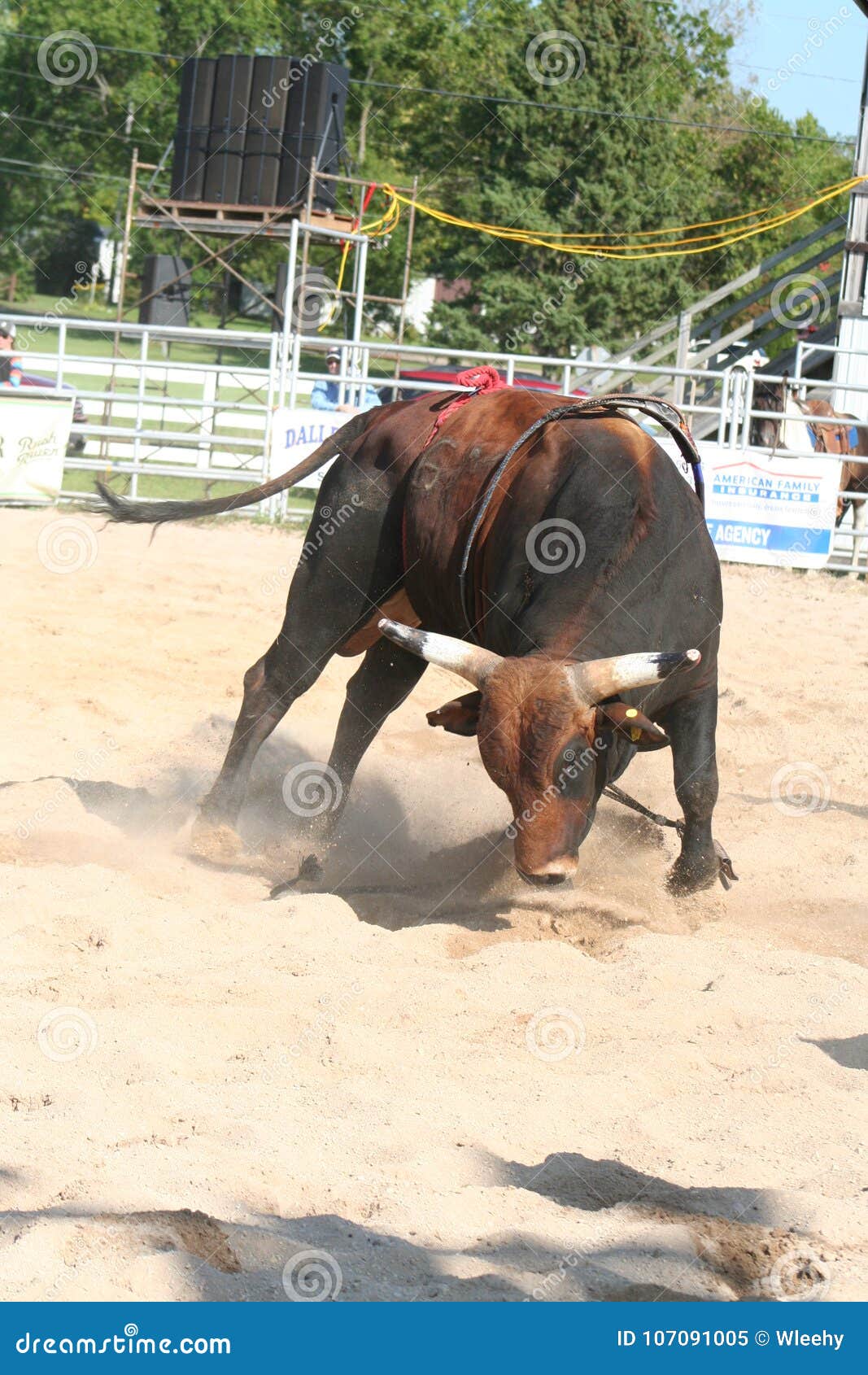 Bull editorial image. Image of riverfalls, rodeo, standing - 107091005