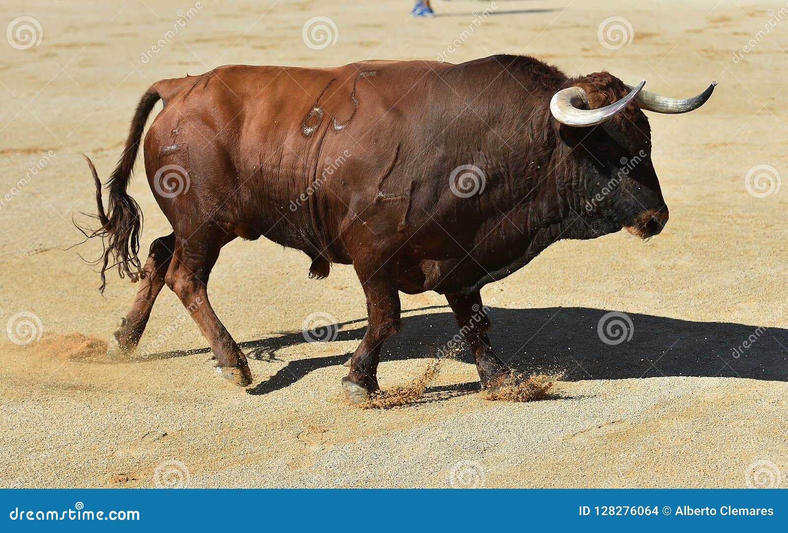 Bull in bullfighting ring editorial stock image. Image of spain - 128276064