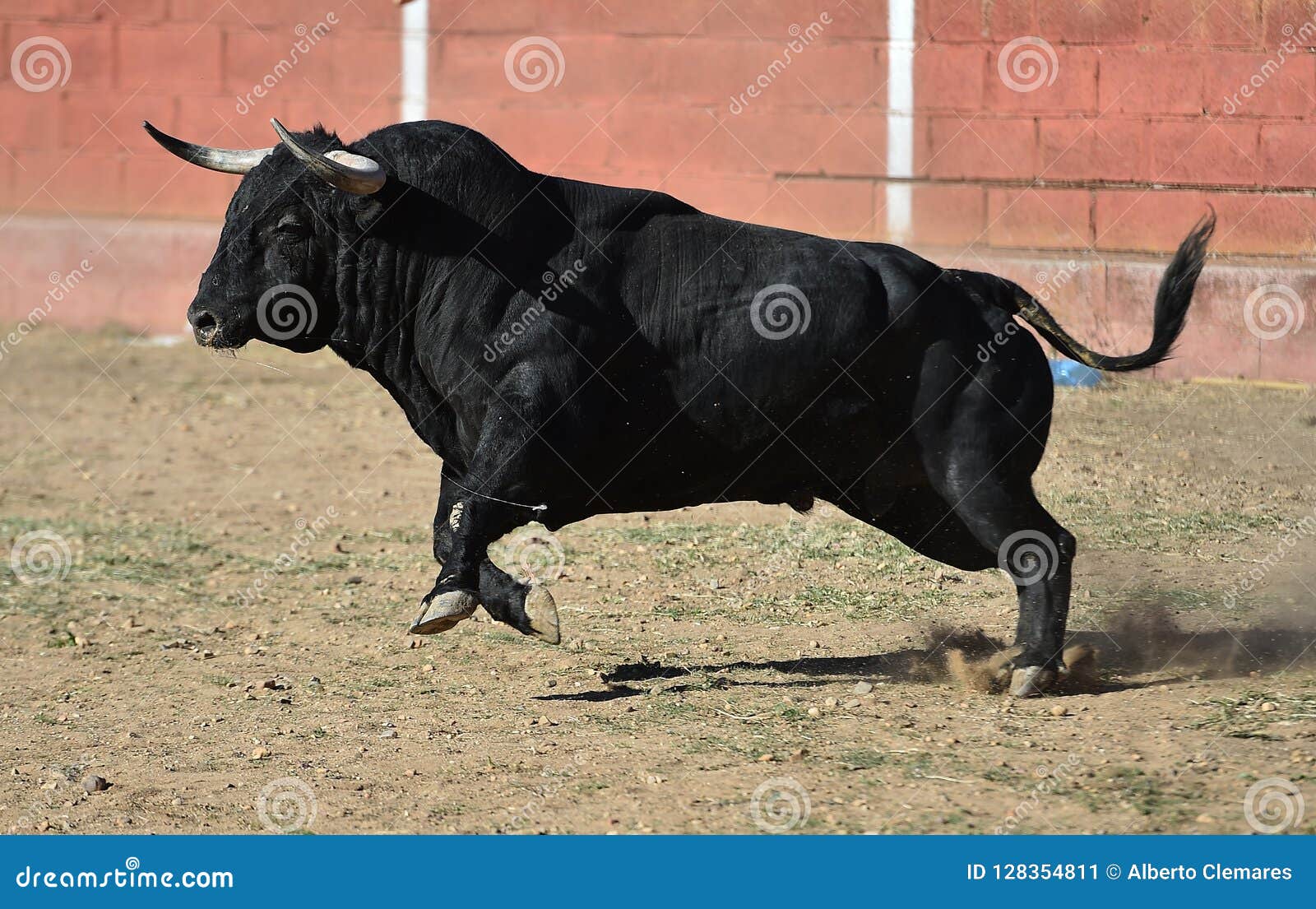 Bull in bullfighting ring stock image. Image of bull - 128354811