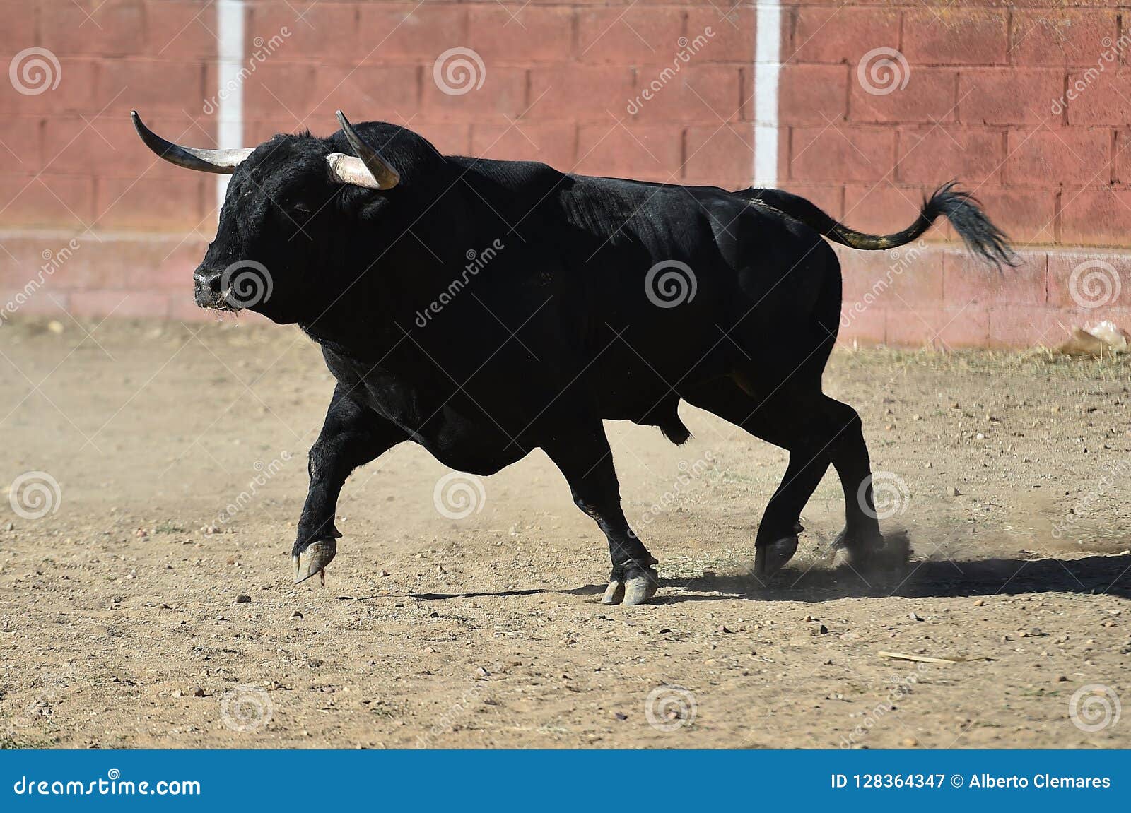 Bull in bullfighting ring stock image. Image of culture - 128364347