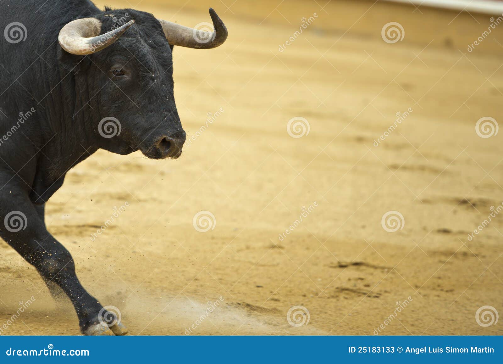 Bull in the bullring. stock image. Image of space, matador - 25183133