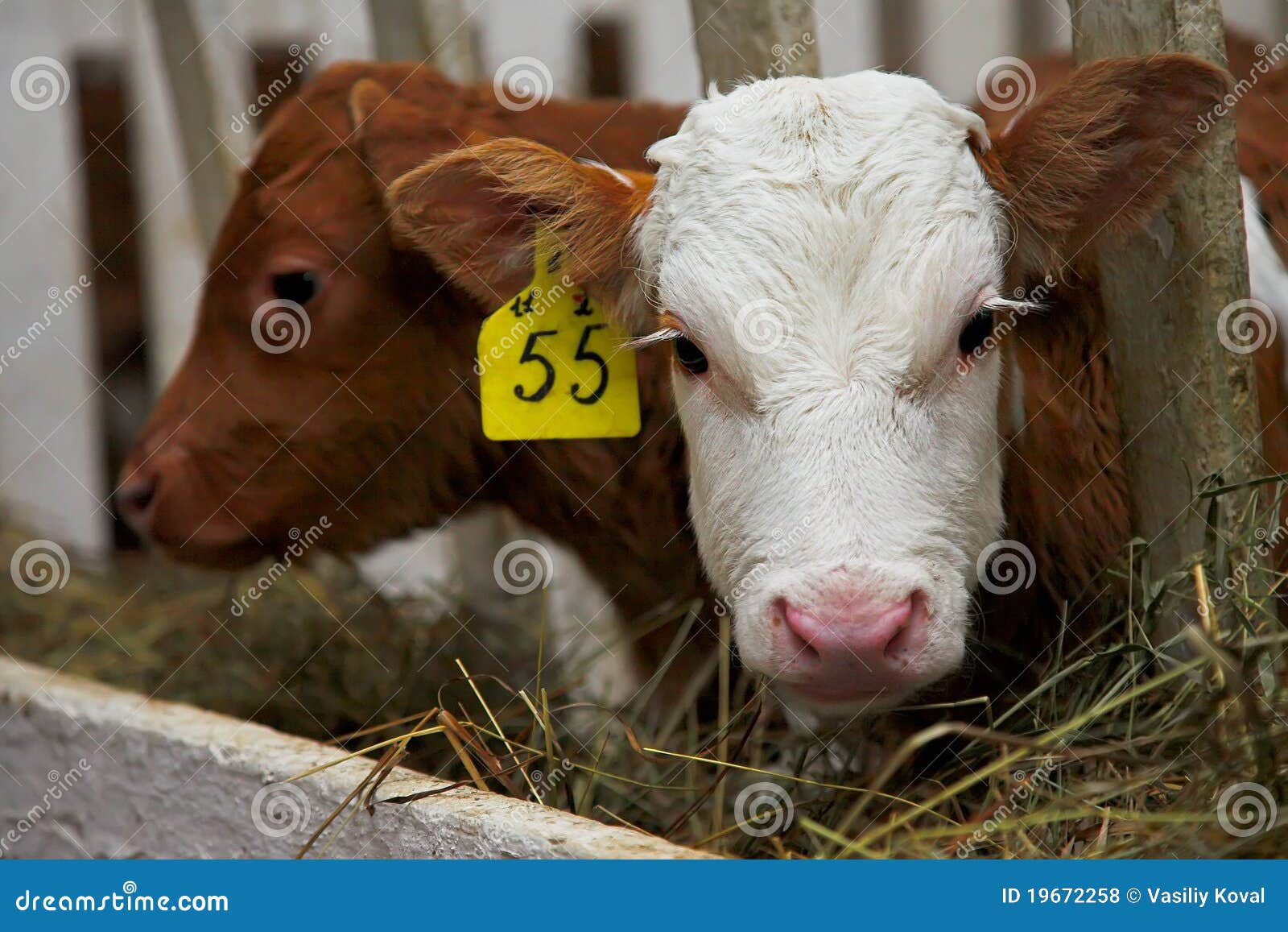 Bull calf stock photo. Image of beef, bullock, mammal - 19672258