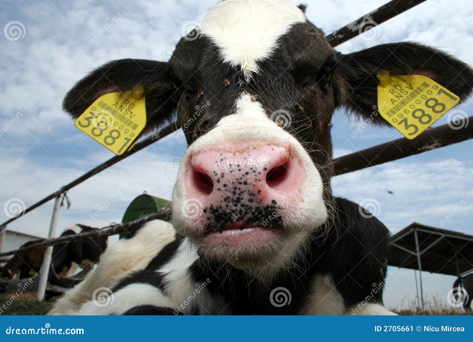 Bull-calf stock image. Image of isolated, baby, mammal - 2705661