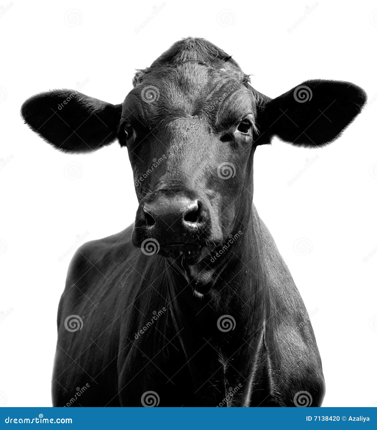 Bull-calf stock photo. Image of nostrils, muzzle, snout - 7138420
