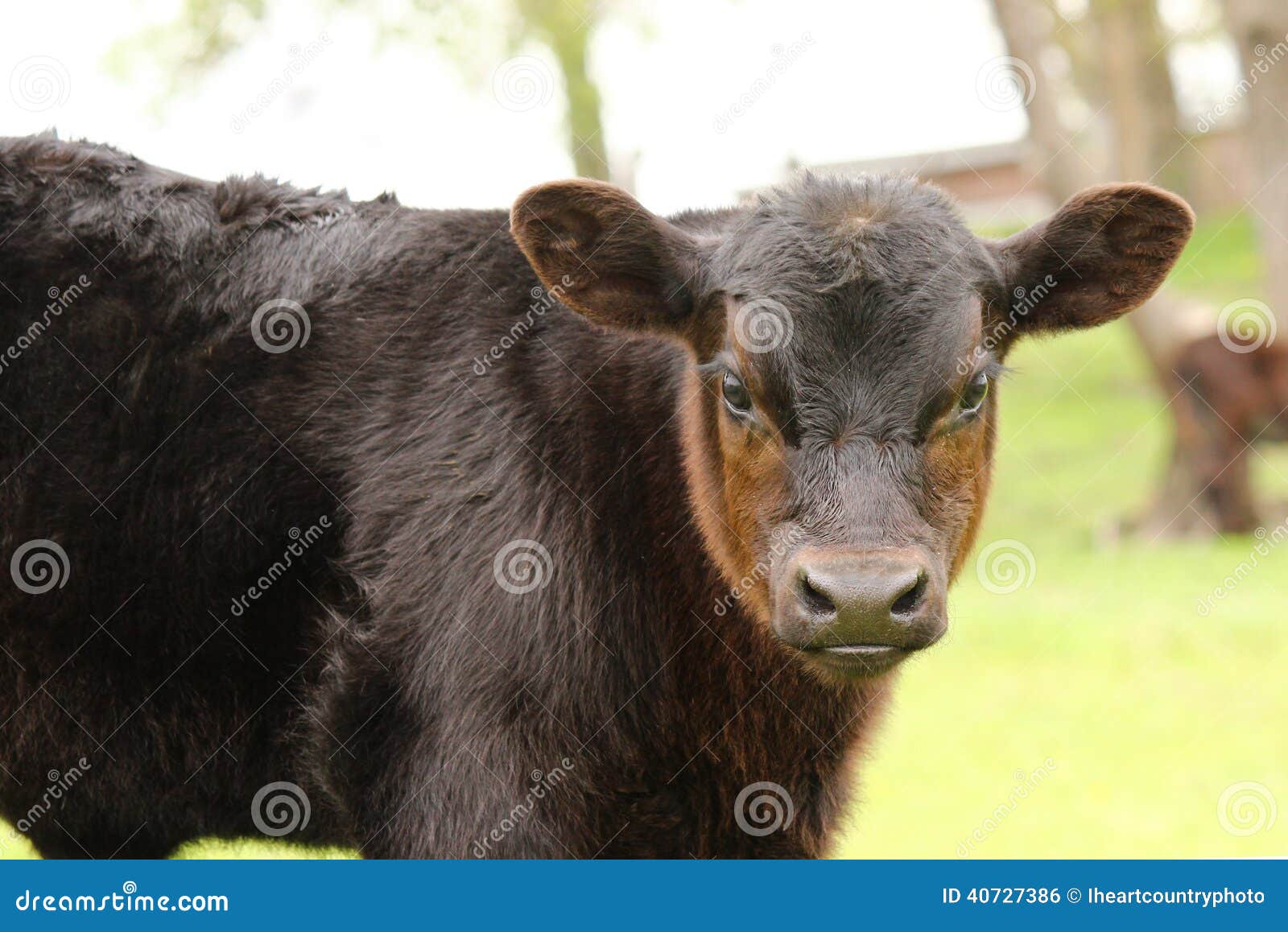 Bull Calf Portrait stock photo. Image of rural, cattle - 40727386