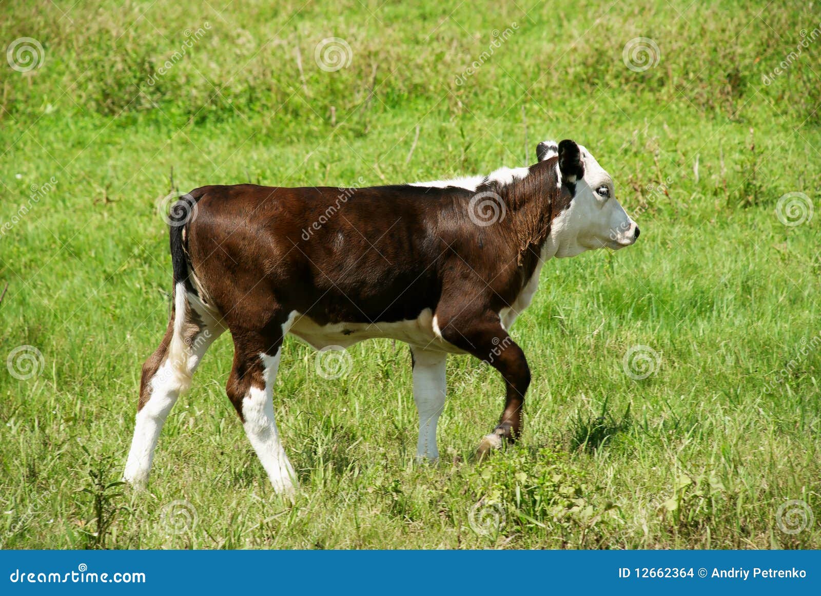 The Bull-calfe on the Grass Stock Photo - Image of meadow, snout: 12662364