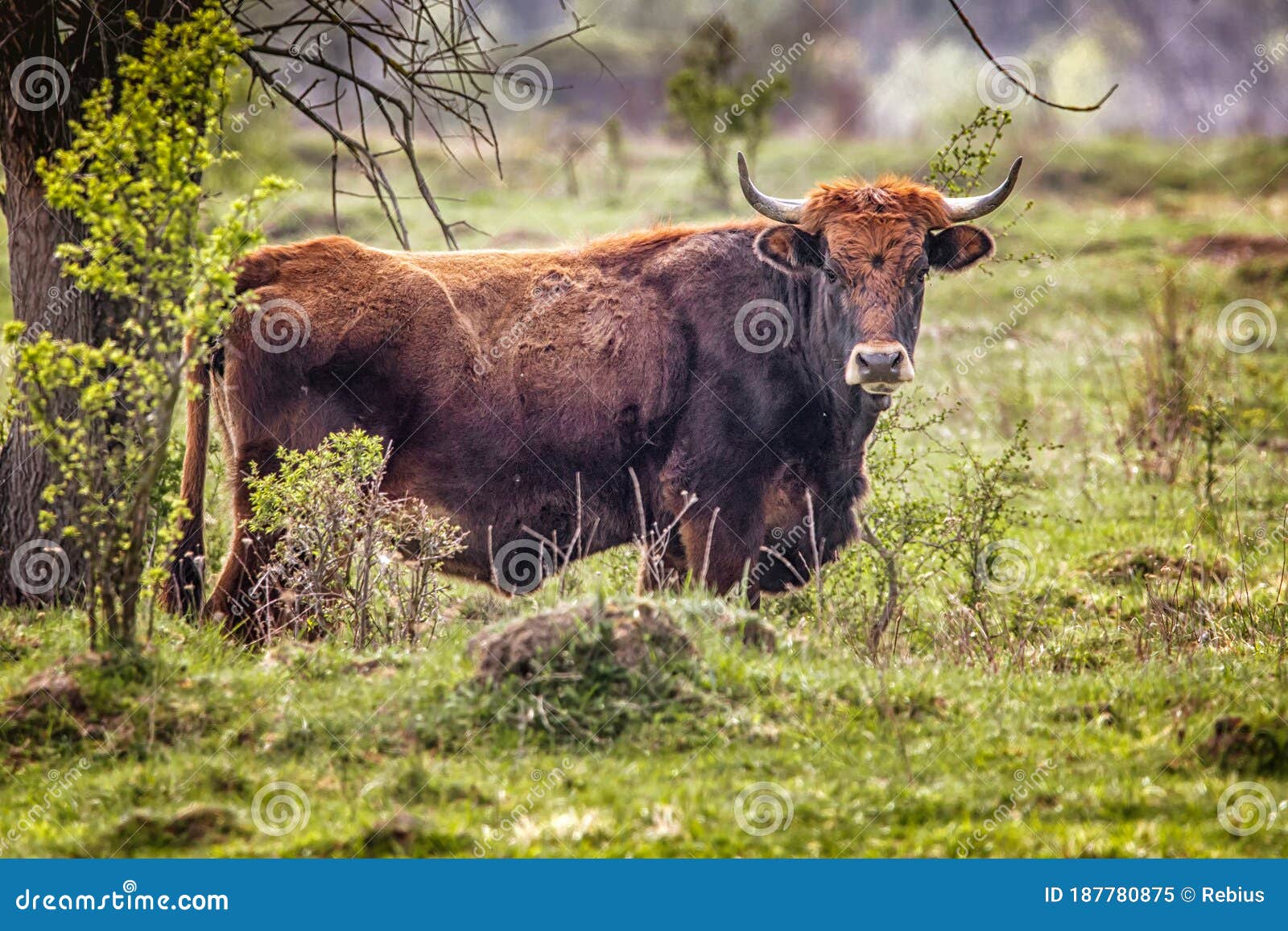 Bull Called Bos Primigenius Stock Image - Image of europe, grazing ...