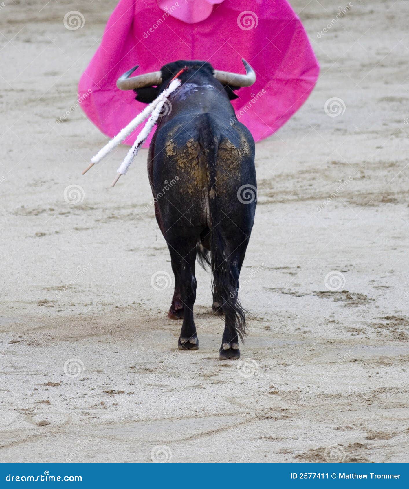 Bull and Cape stock image. Image of europe, traditional - 2577411