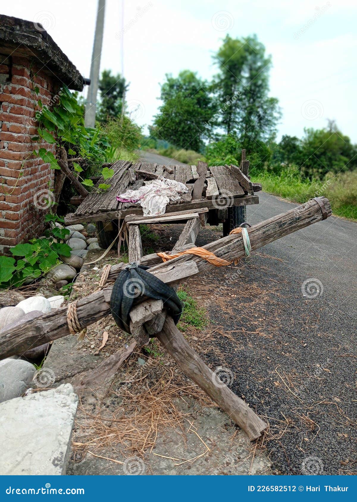 Cow Car Damage Old Cultural Stock Photo - Image of damage, cultural ...