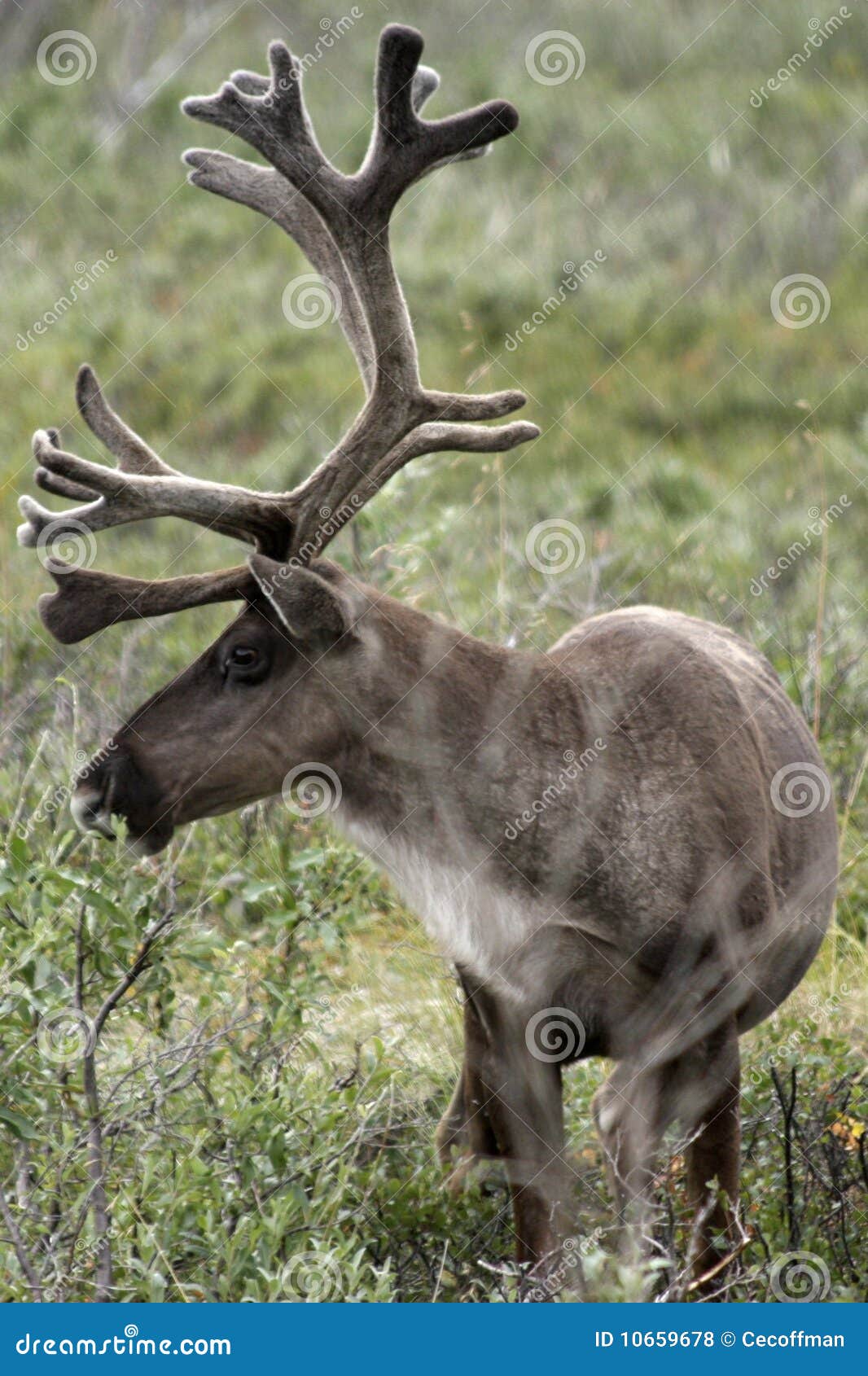 Bull Caribou stock photo. Image of national, wildlife - 10659678