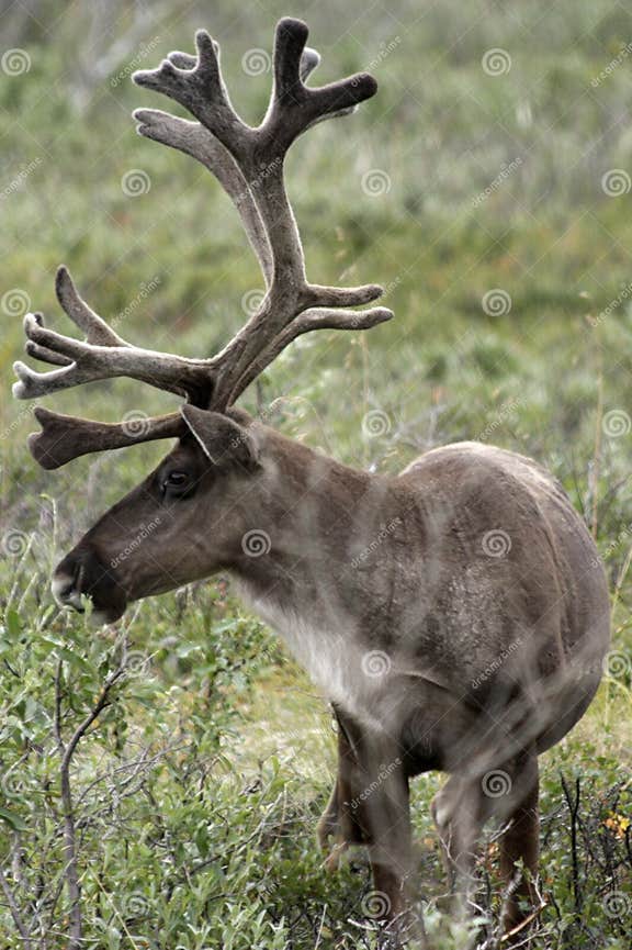 Bull Caribou stock photo. Image of national, wildlife - 10659678