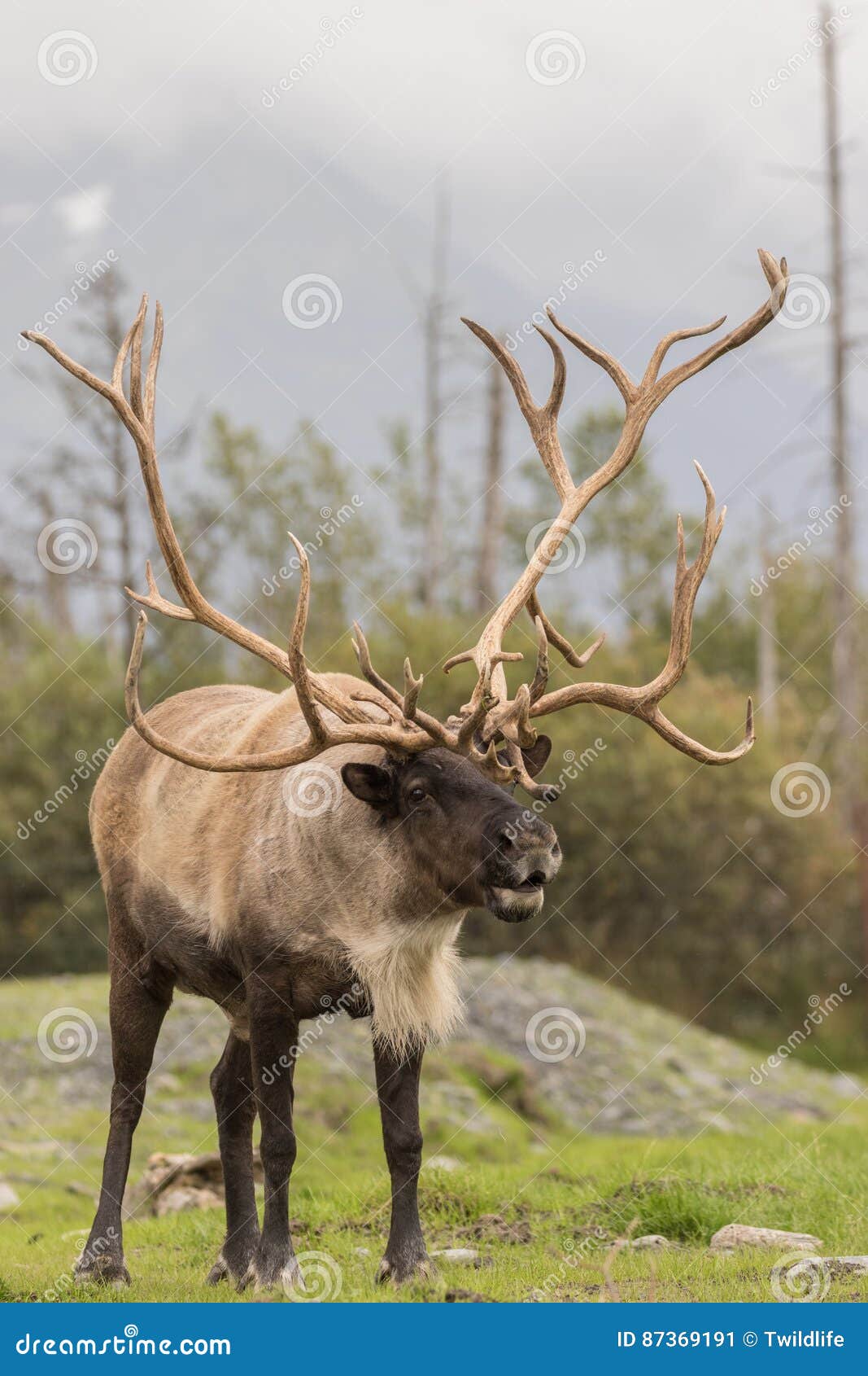 Bull Caribou stock image. Image of antlers, outdoors - 87369191