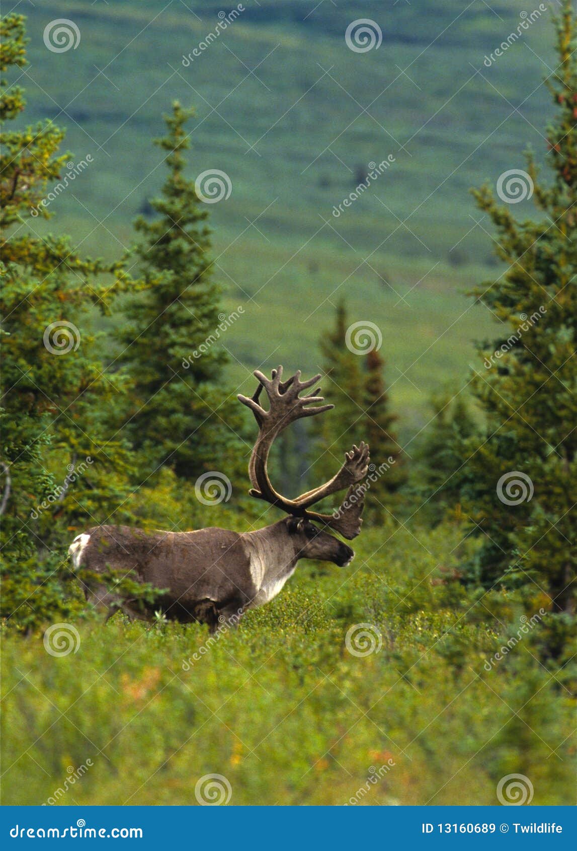 Bull Caribou in Velvet stock image. Image of barren, trophy - 13160689
