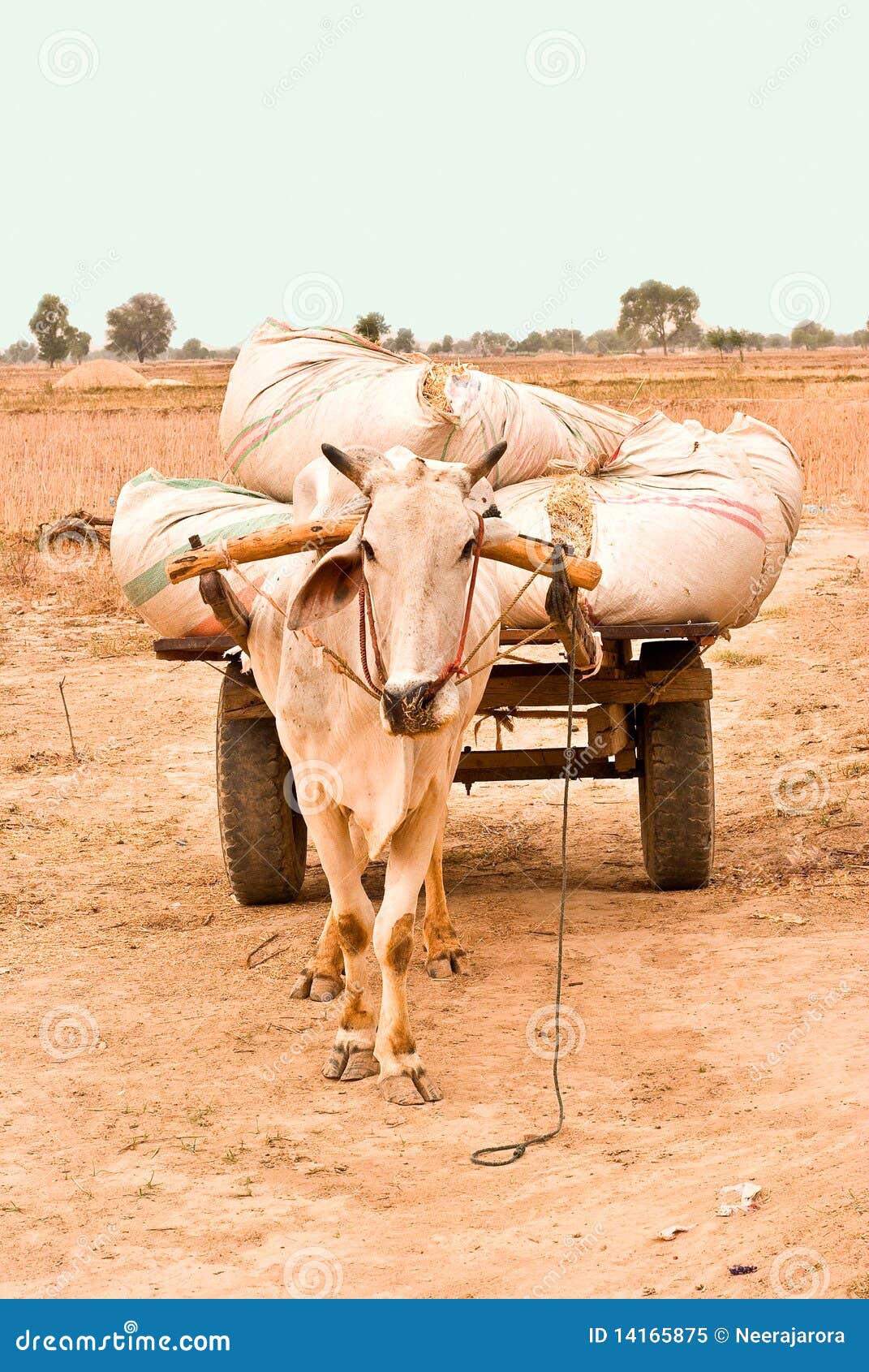 Bull cart carrying waste stock image. Image of farmland - 14165875
