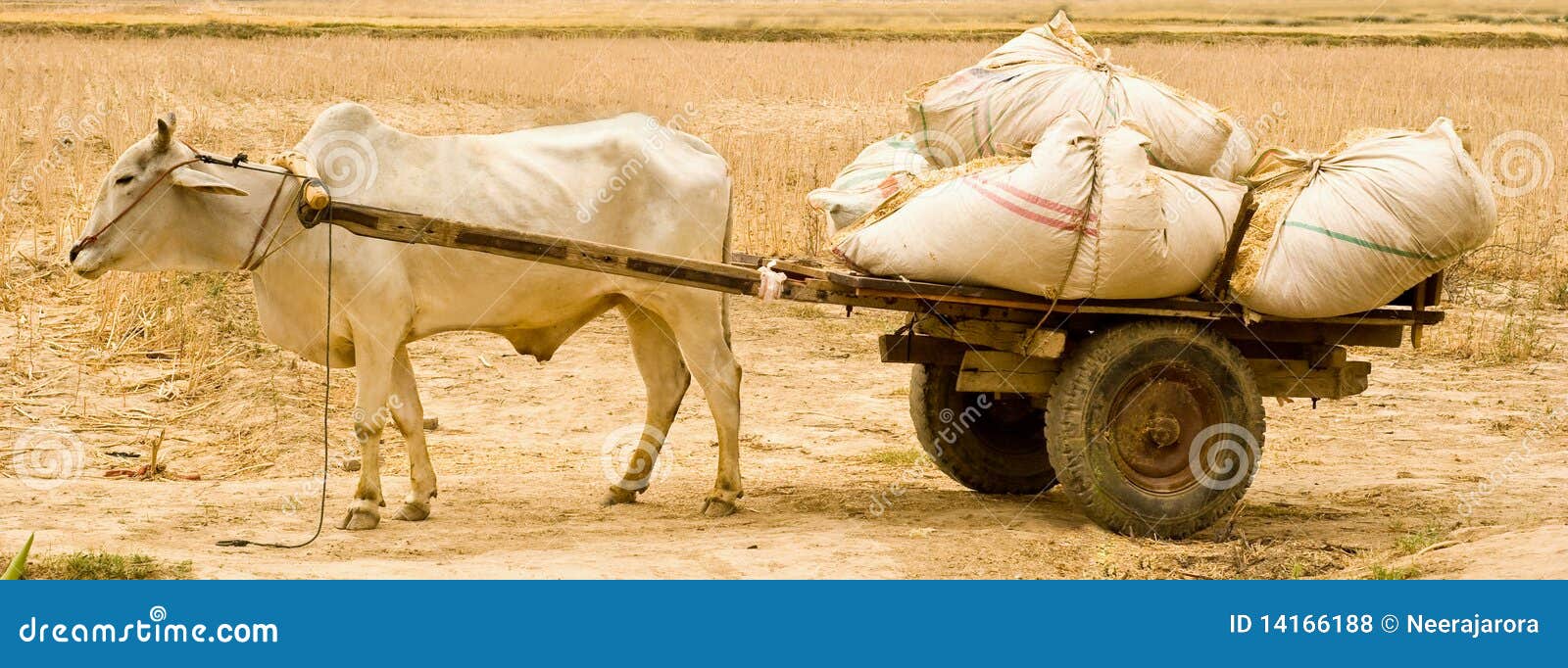 Bull cart carrying waste stock photo. Image of farmland - 14166188