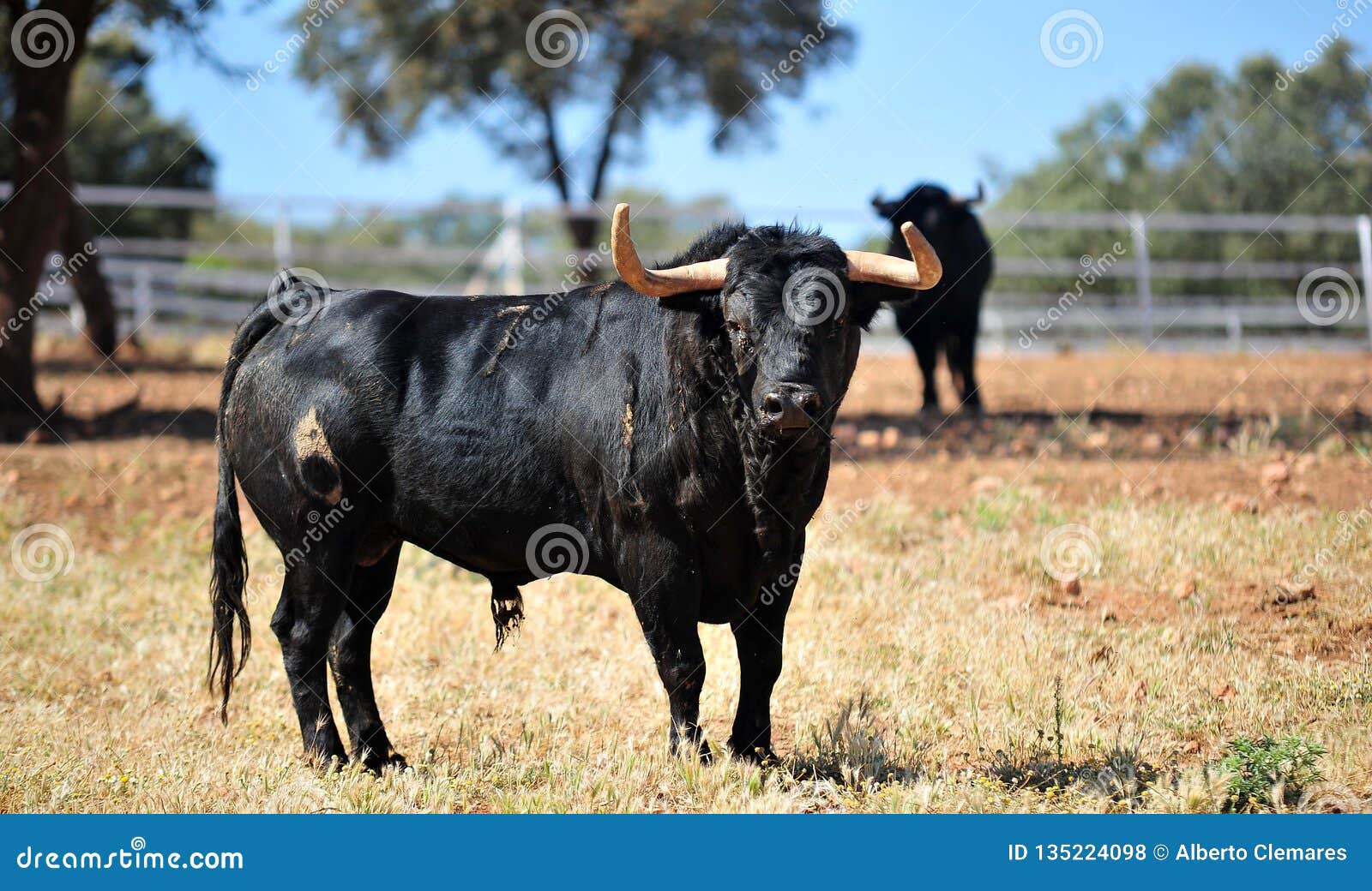 Bull in the Cattle Farm in Spain Stock Photo - Image of field ...