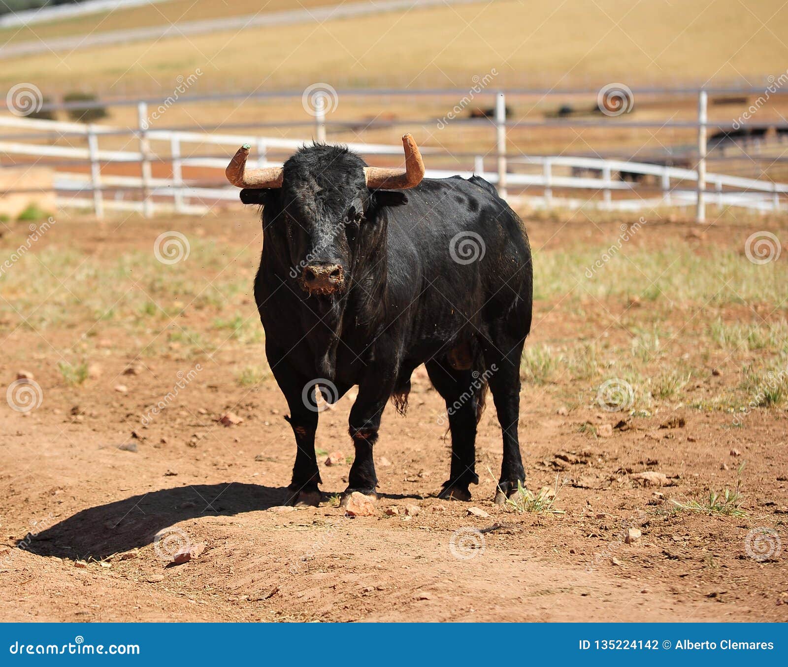 Bull in the Cattle Farm in Spain Stock Photo - Image of antlers ...