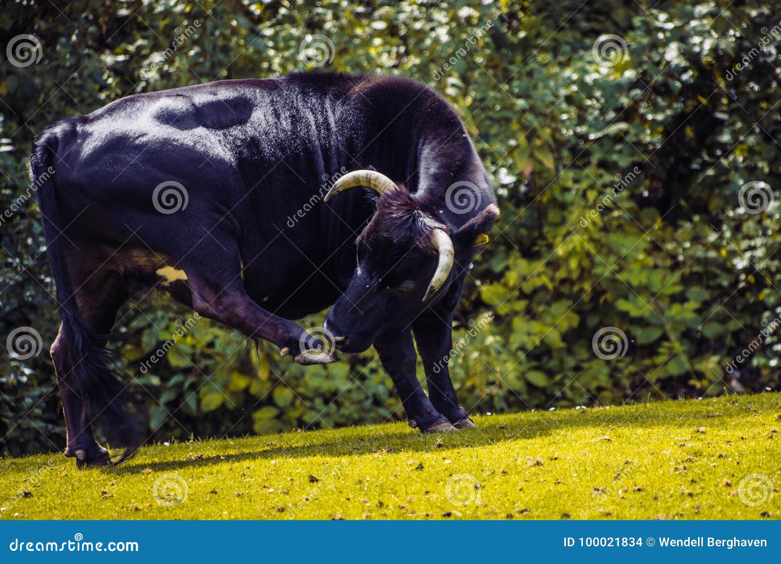 Bull stock photo. Image of animal, close, wildlife, nature - 100021834