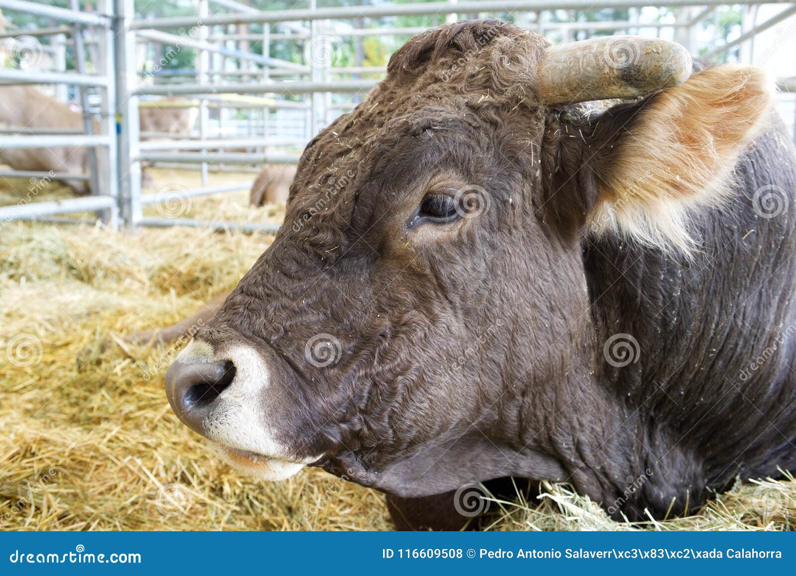Bull close up stock photo. Image of barn, bull, beef - 116609508