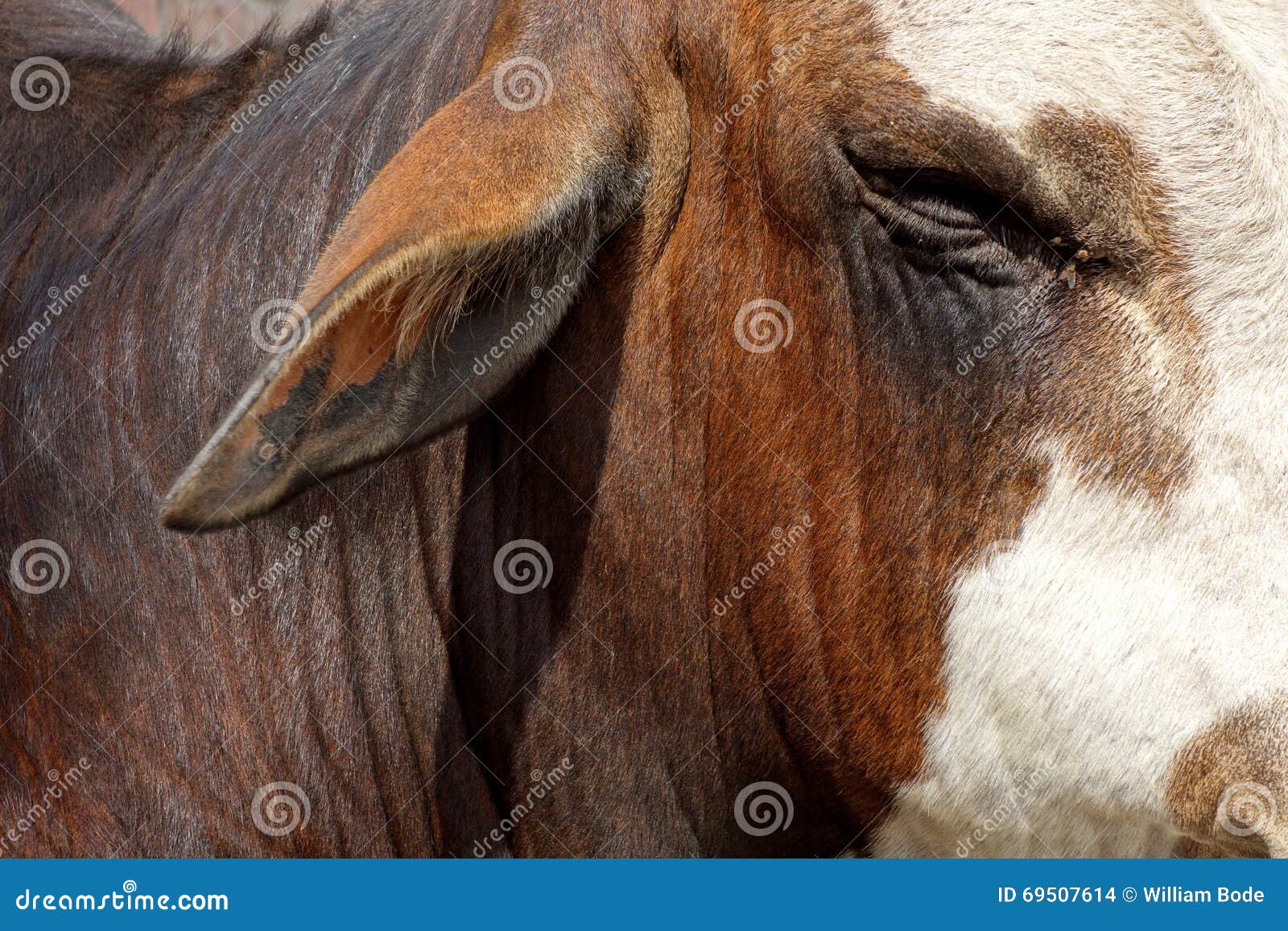 Bull Appears Stock Photos - Free & Royalty-Free Stock Photos from ...
