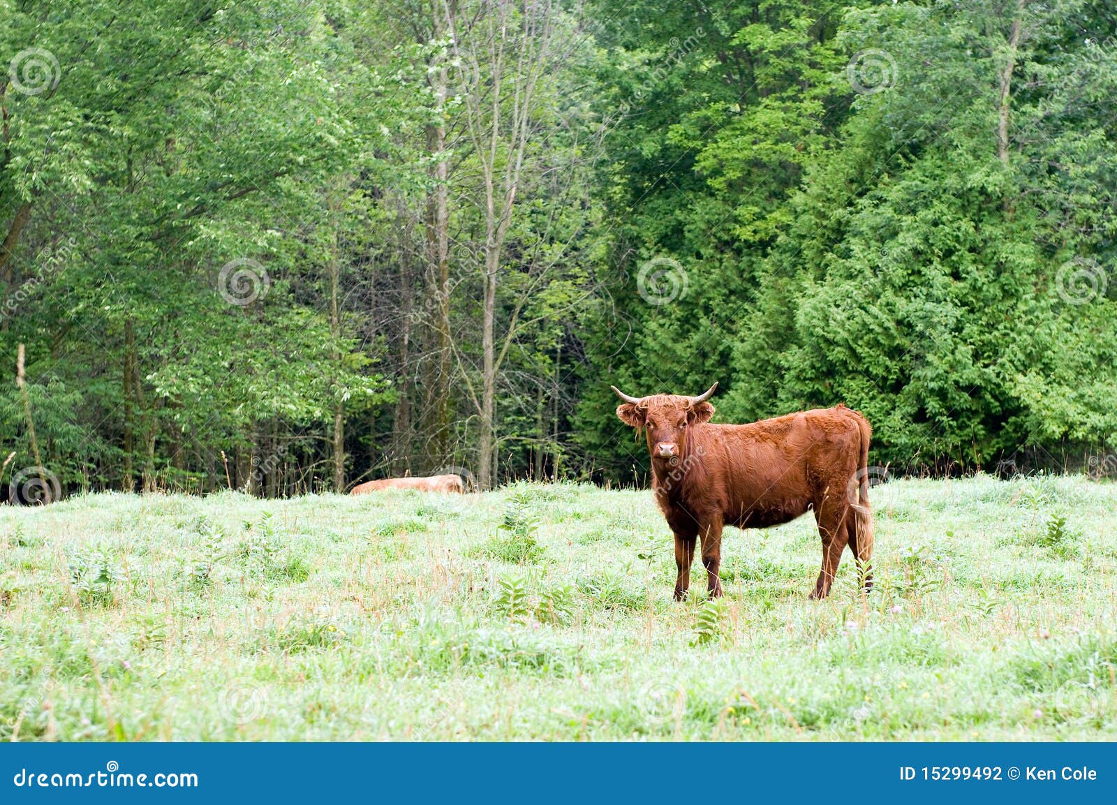 Bull in country pasture stock photo. Image of forested - 15299492