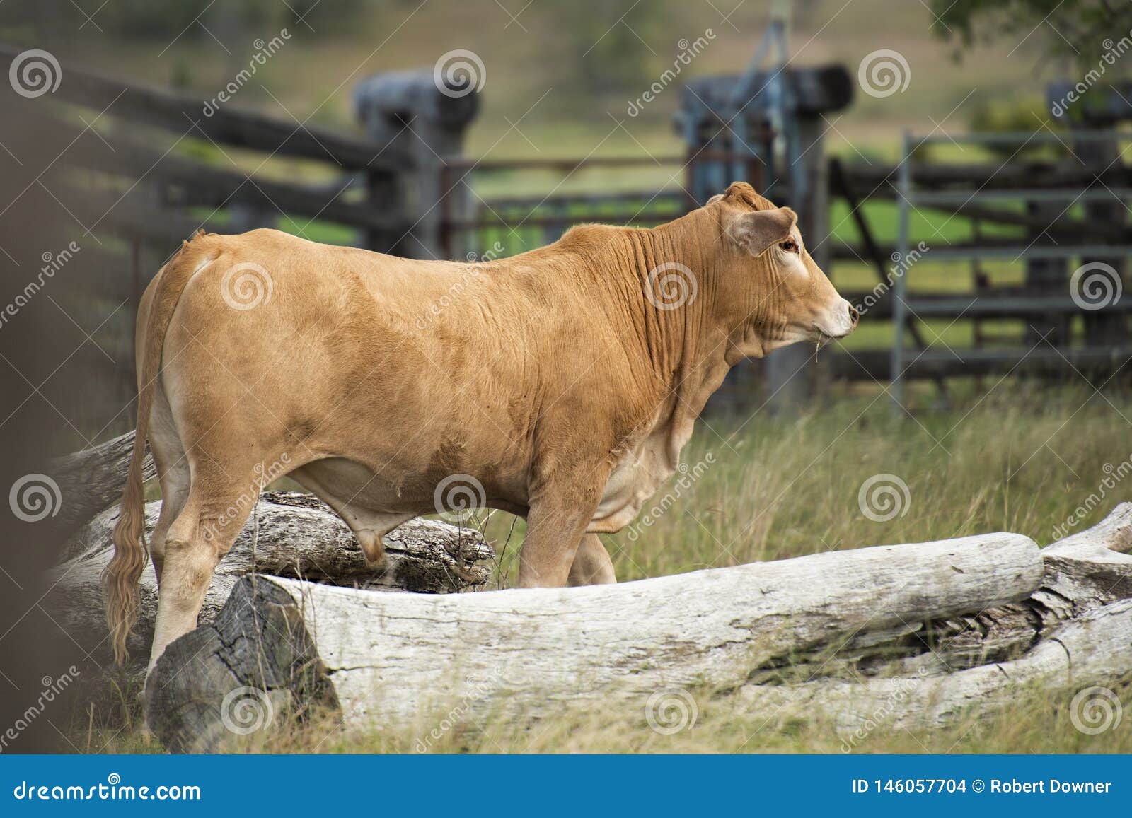 Bull in the country side stock photo. Image of graze - 146057704