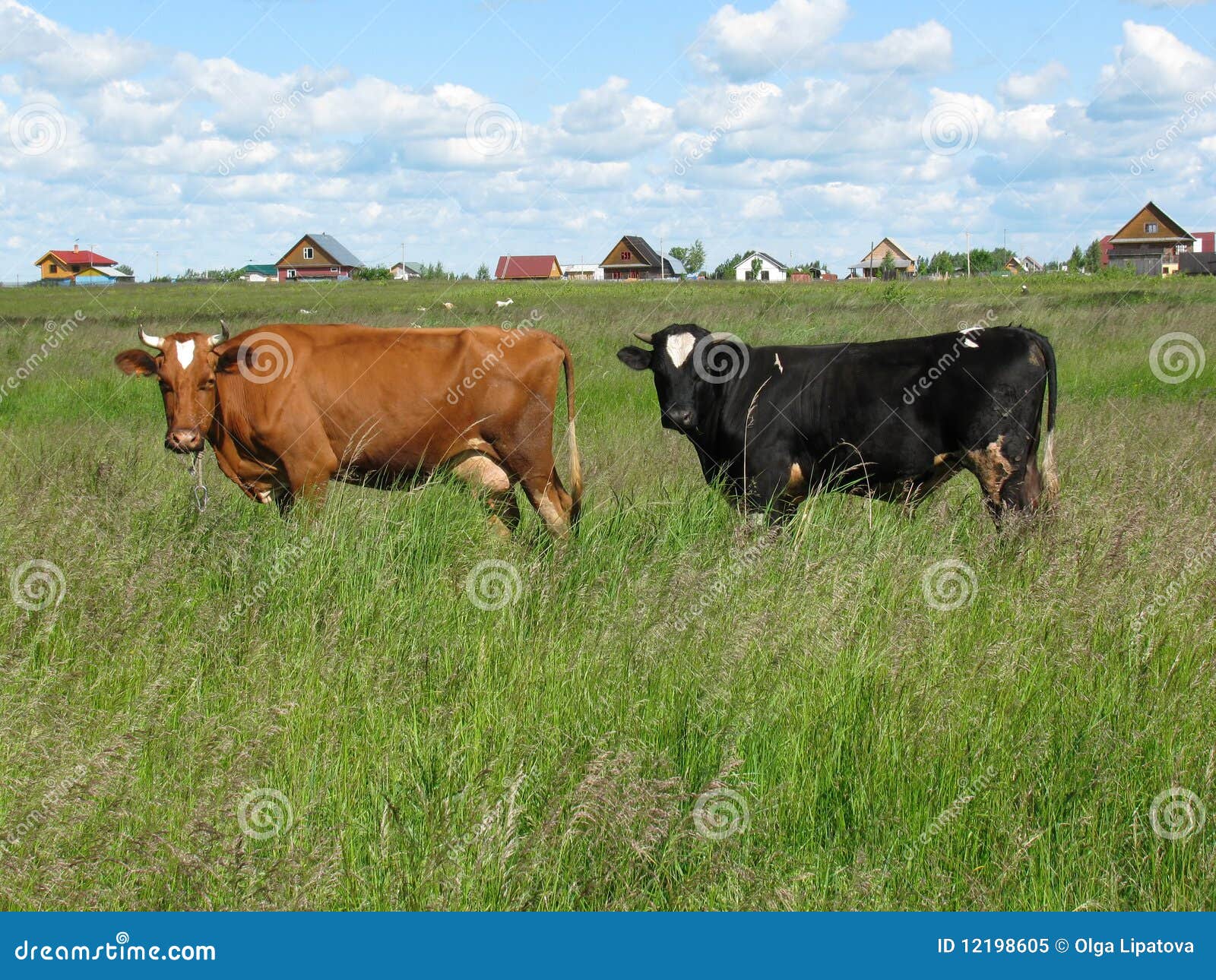 Bull and cow stock image. Image of green, close, farm - 12198605