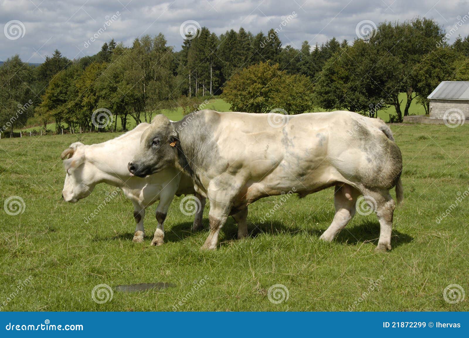 Bull and cow stock image. Image of bullock, countryside - 21872299