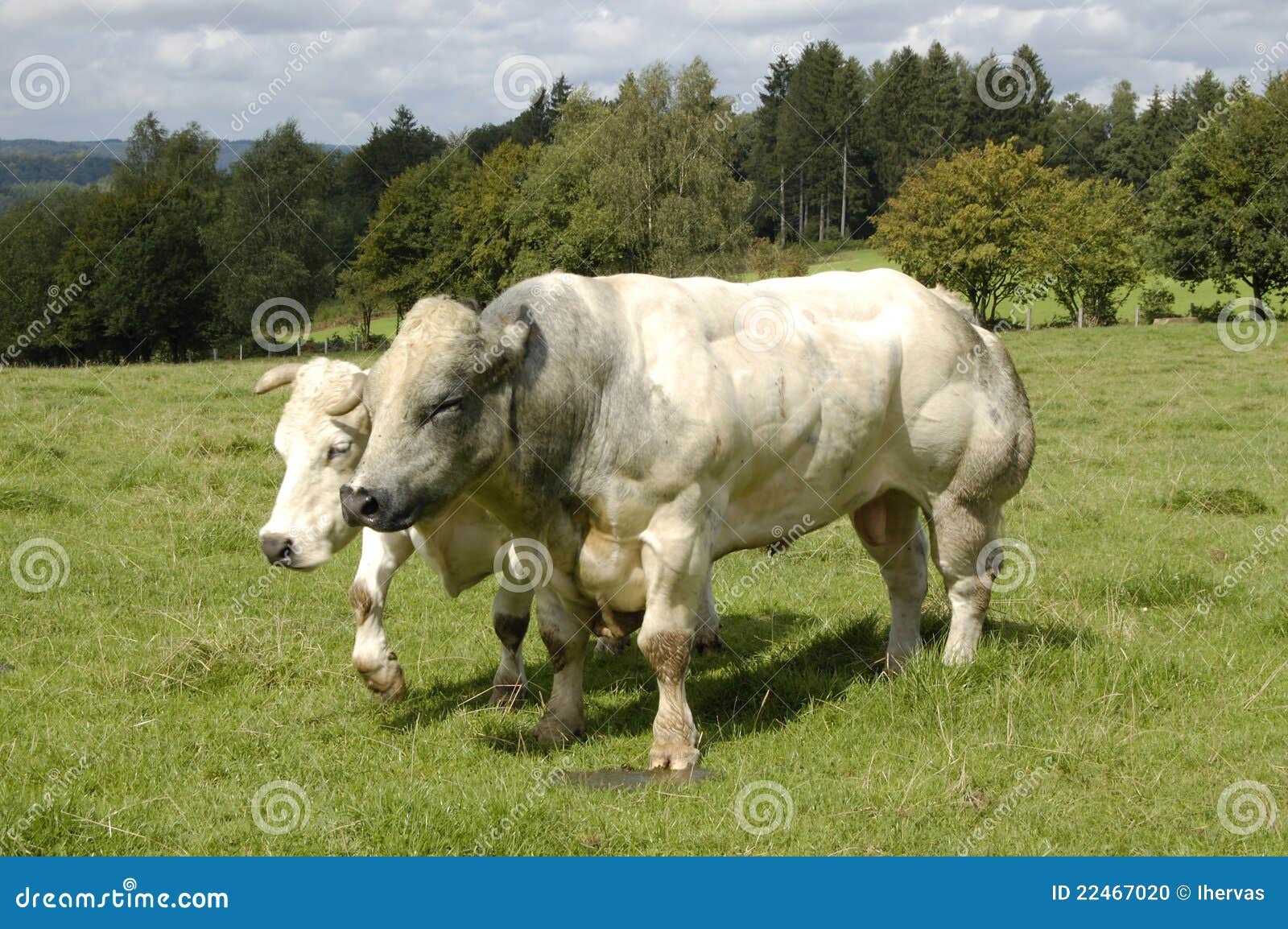 Bull and cow stock photo. Image of animal, bullock, couple - 22467020