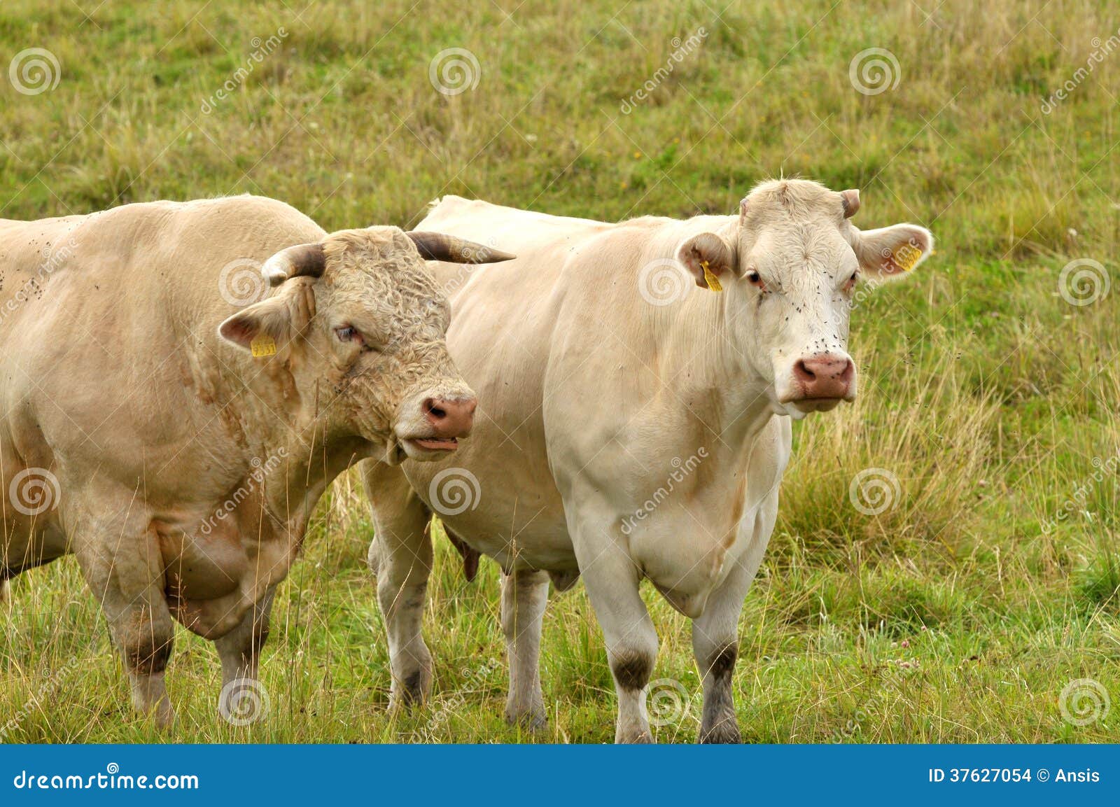 Bull and cow stock photo. Image of meadow, color, milk - 37627054