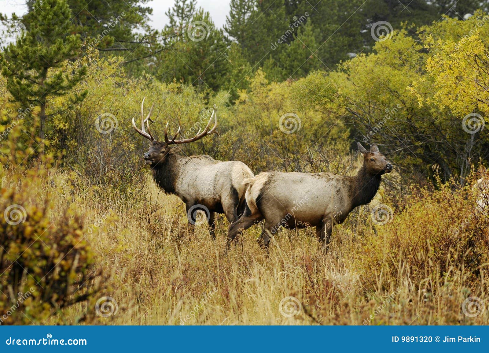 Bull and cow elk stock photo. Image of natural, park, nature - 9891320