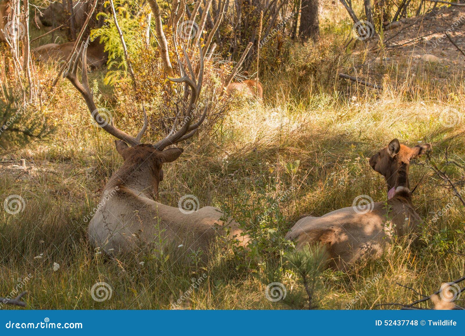 Bull and Cow Elk Bedded stock photo. Image of autumn - 52437748