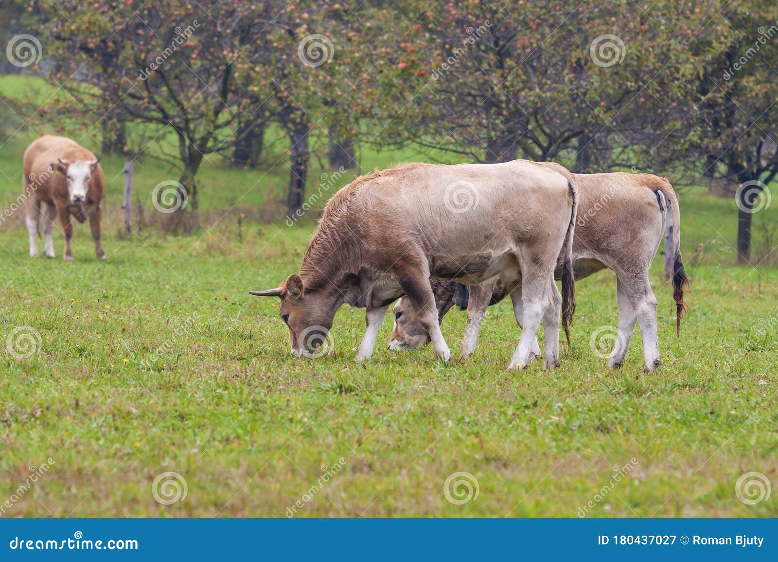 Bull and cow grazing stock image. Image of bull, hereford - 180437027