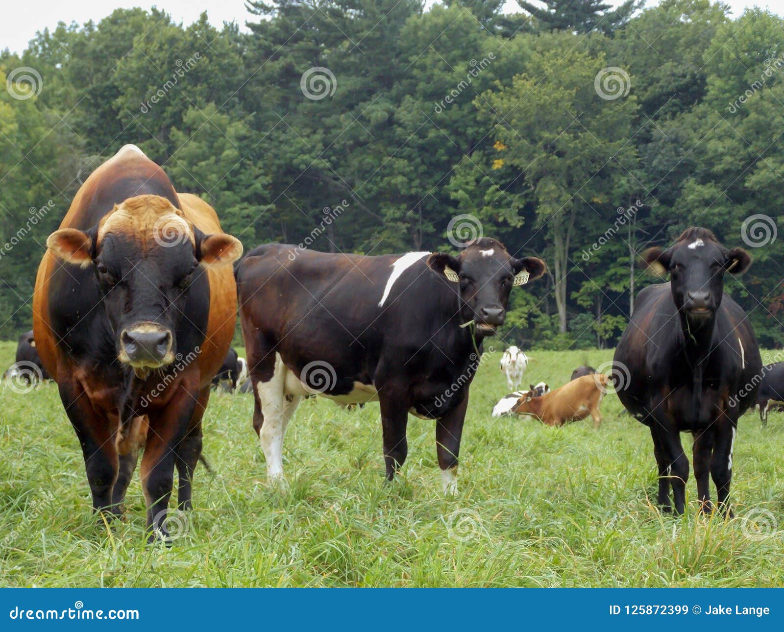 Bull and cows stock image. Image of livestock, green - 125872399