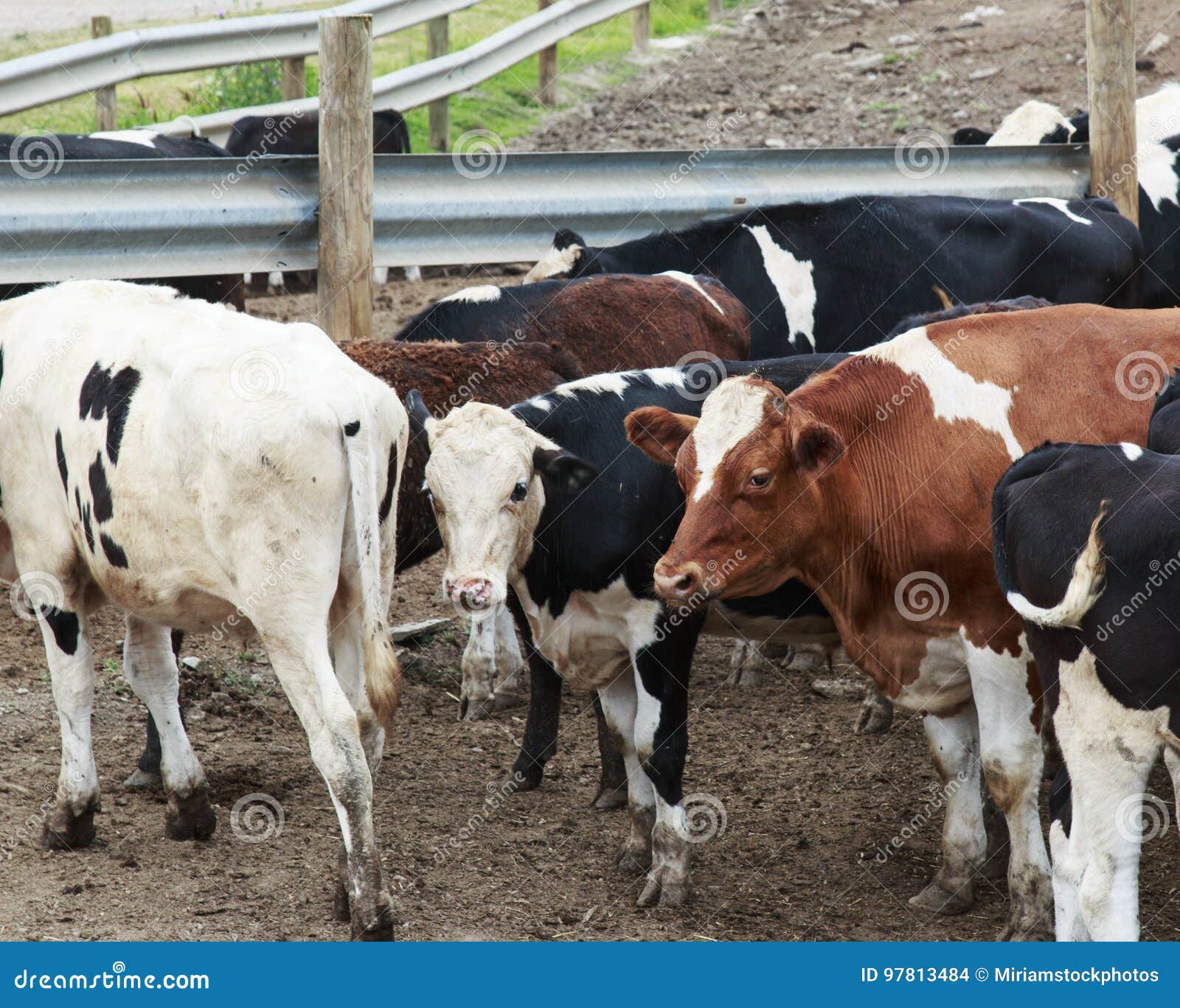 Bull and Cows in a Muddy Pasture Stock Photo - Image of farm, cattle ...