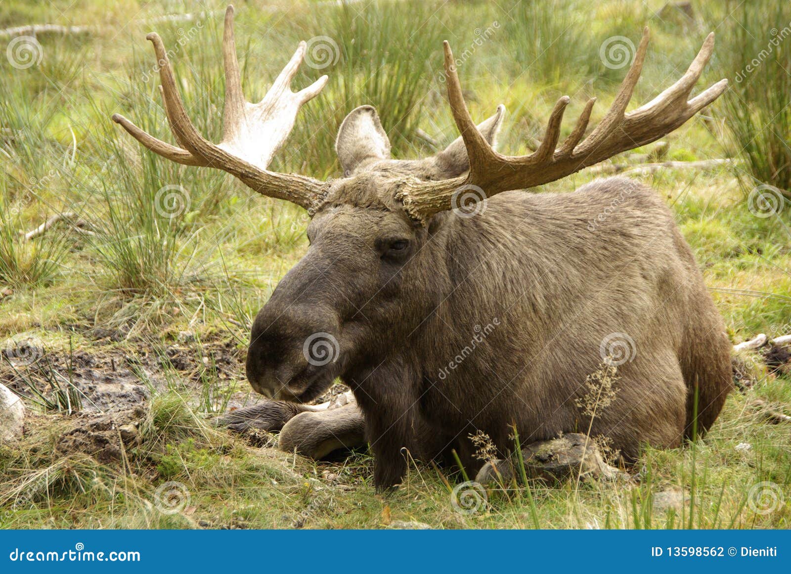 Bull de um alce foto de stock. Imagem de chifre, escandinavo - 13598562