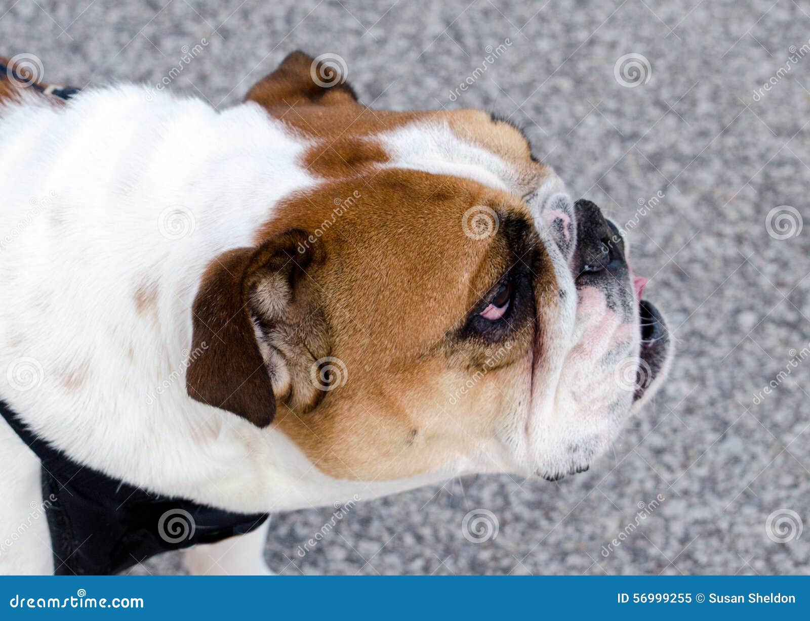 Bull dog angry face stock image. Image of mean, canine - 56999255