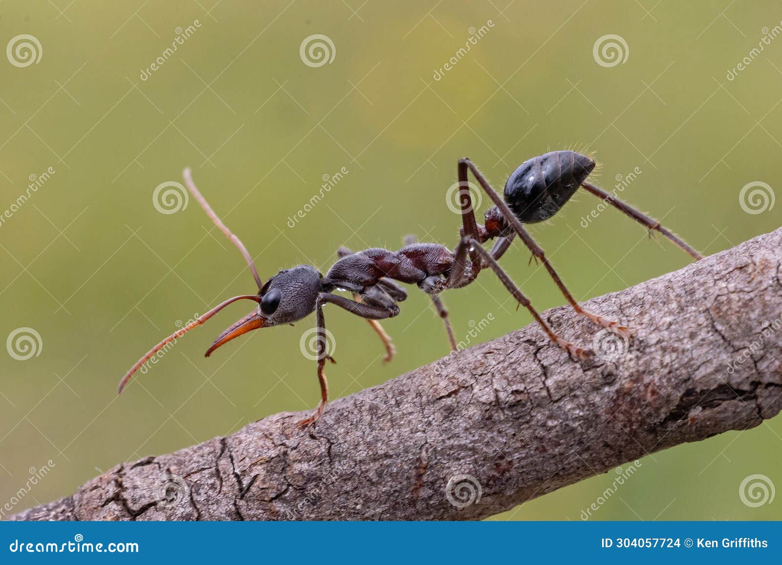 Bull Dog Ant stock photo. Image of australia, sting - 304057724