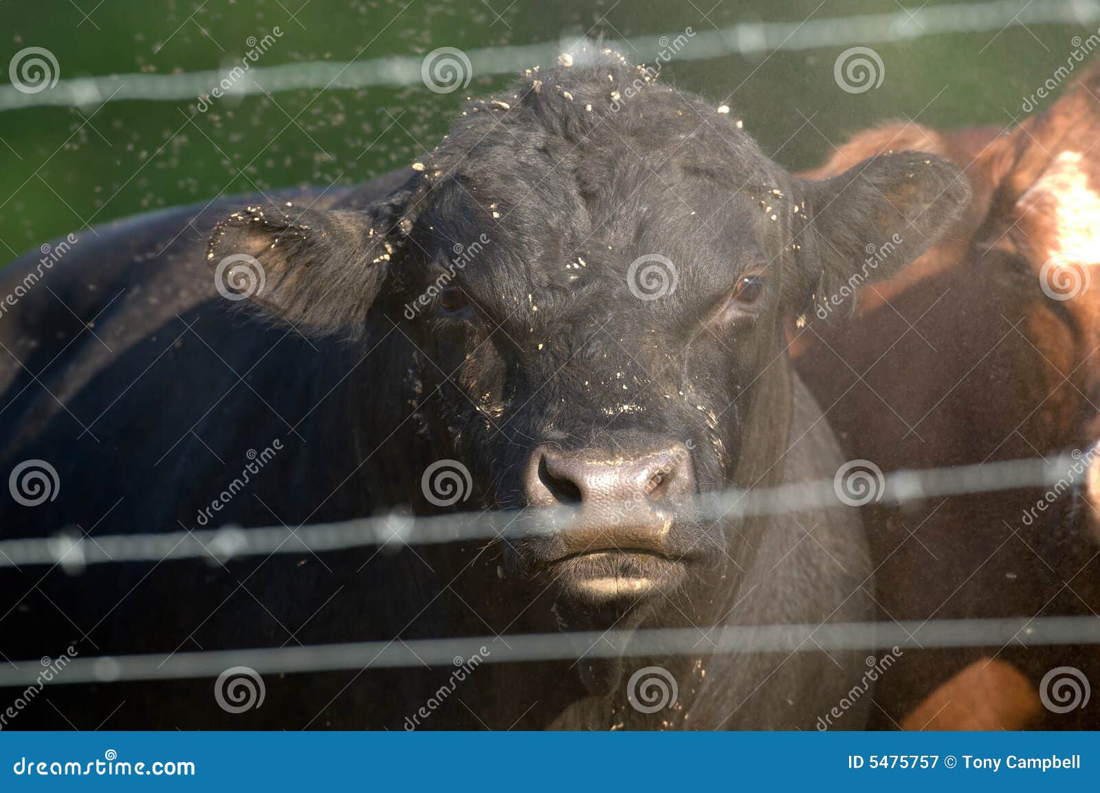 Bull, dust and flies stock image. Image of midwest, farm - 5475757