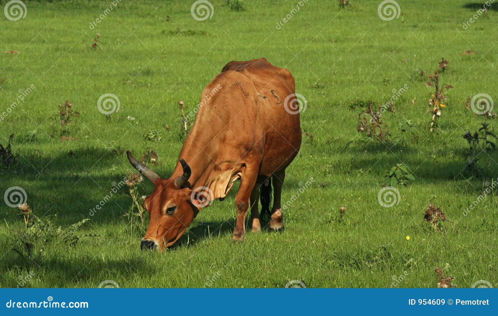 Bull Eating Picture. Image: 954609