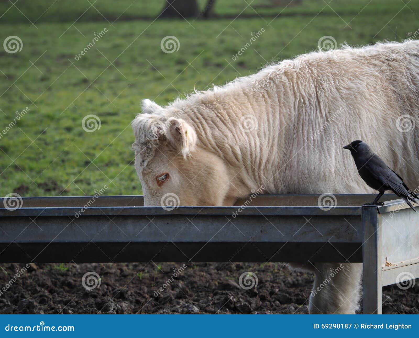 Bull eating with Crow stock image. Image of bullock, farm - 69290187