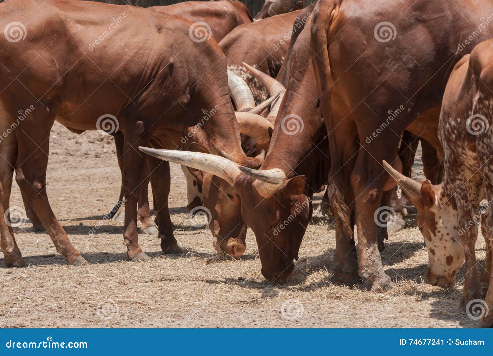 The Bull Eating Dried Grass. Stock Image - Image of bull, graze: 74677241