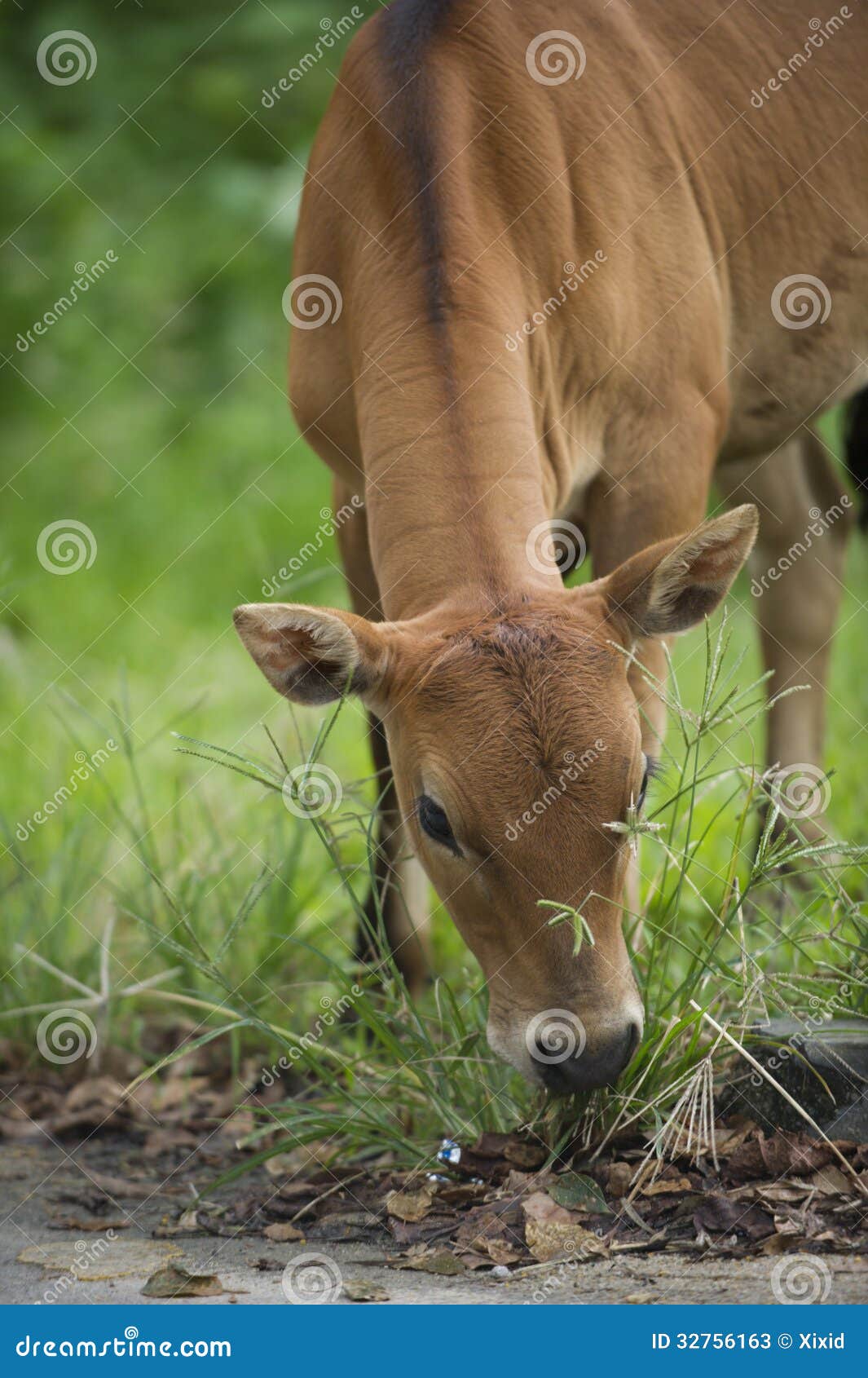 A bull eating grass stock image. Image of cattle, land - 32756163