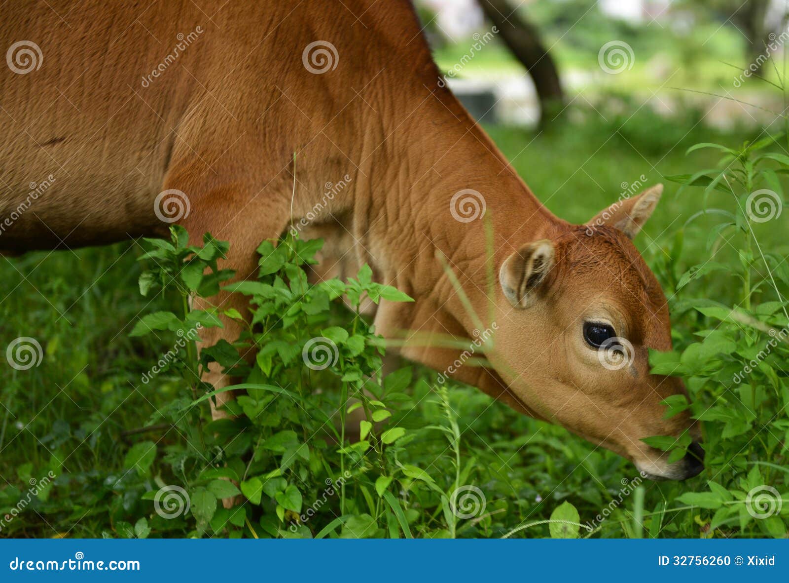 A bull is eating grass stock photo. Image of agricultural - 32756260