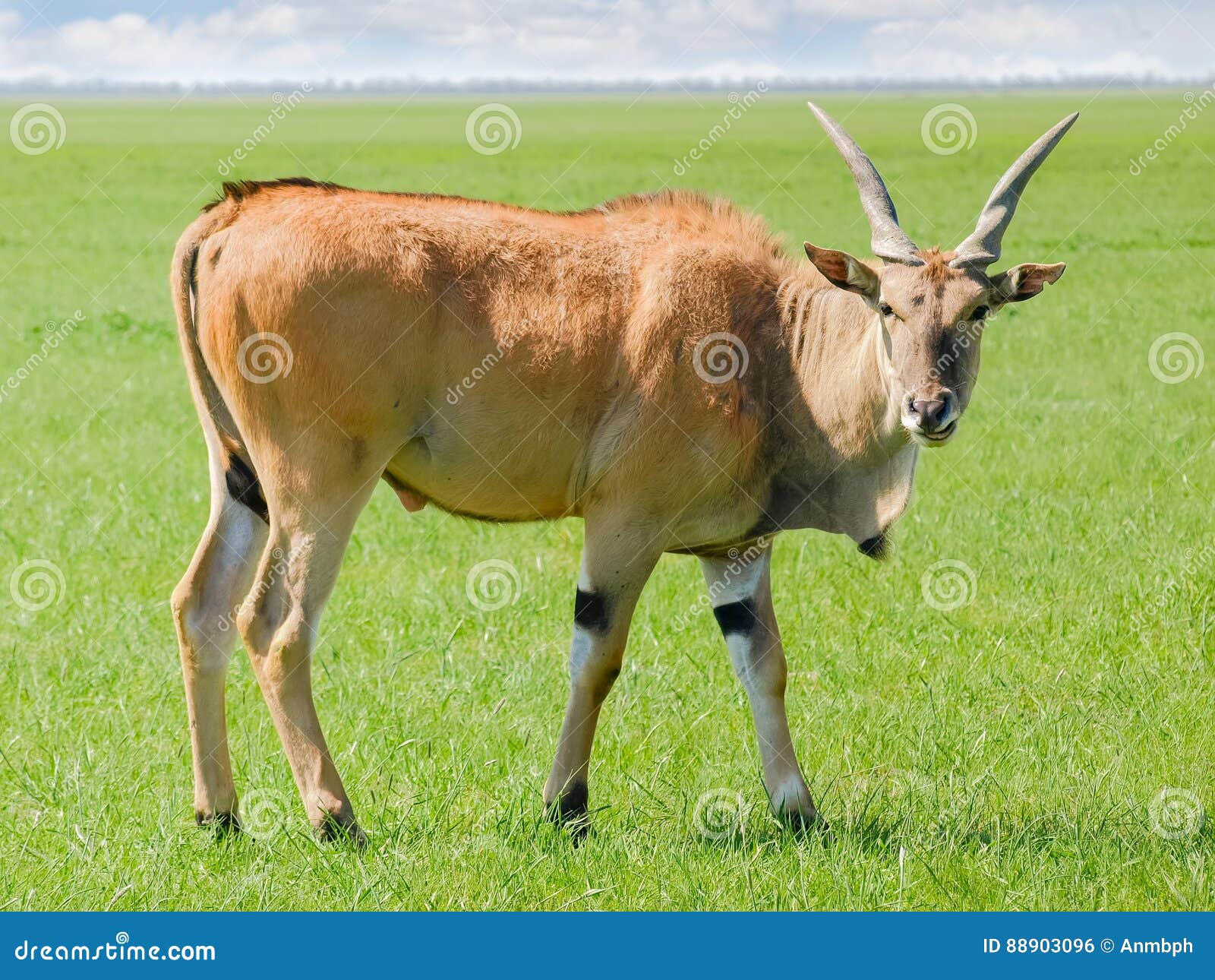 Bull of the Eland Antelope in Steppe Stock Photo - Image of sanctuary ...